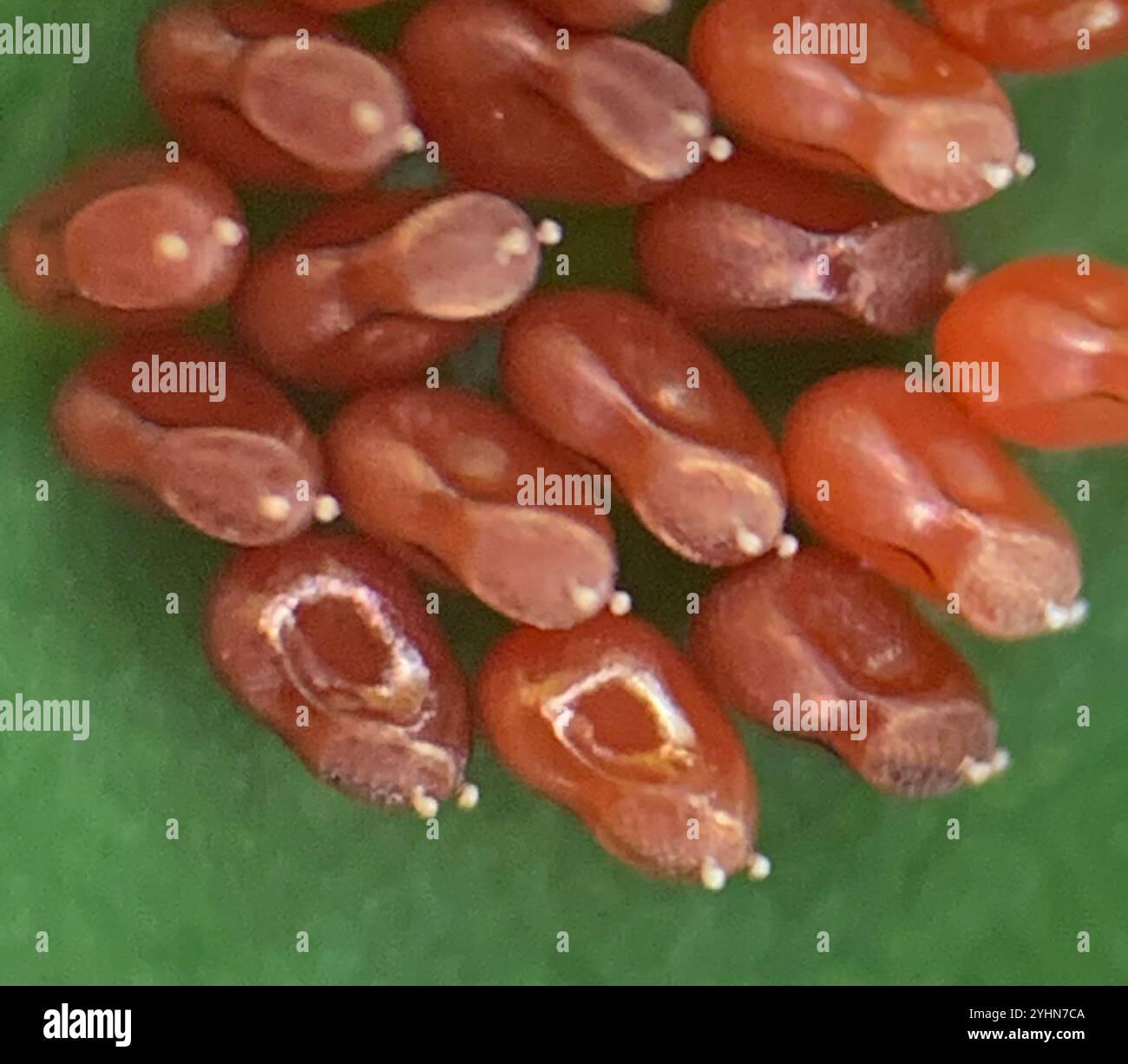 Leaf-footed Bugs and Allies (Coreoidea Stock Photo - Alamy