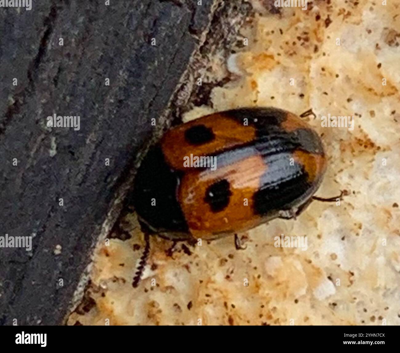 Two-spotted Diaperis (Diaperis maculata Stock Photo - Alamy