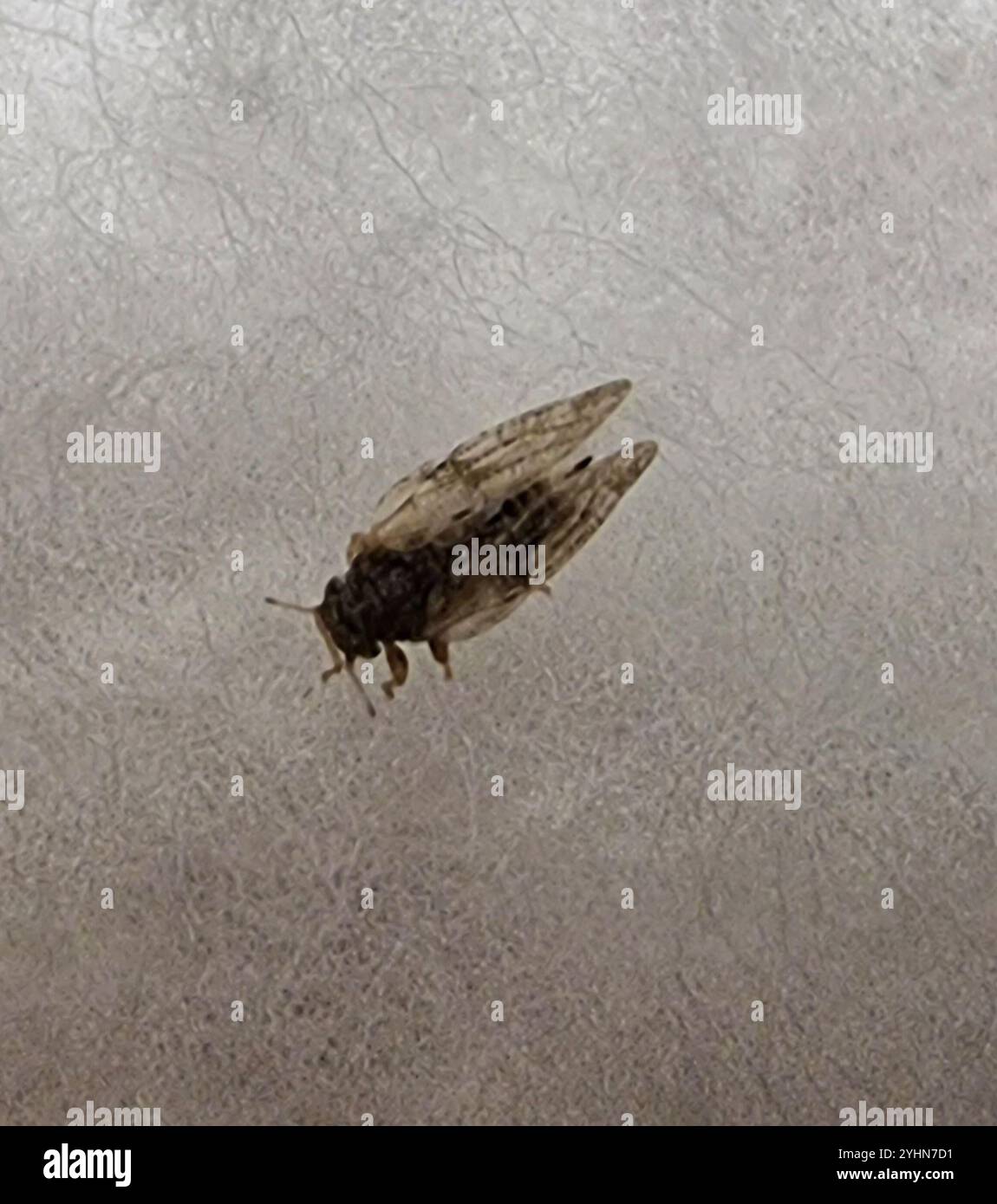 Psylloidea hi-res stock photography and images - Alamy