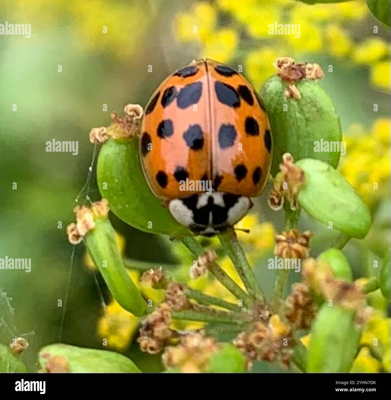 Asian Lady Beetle (Harmonia axyridis Stock Photo - Alamy