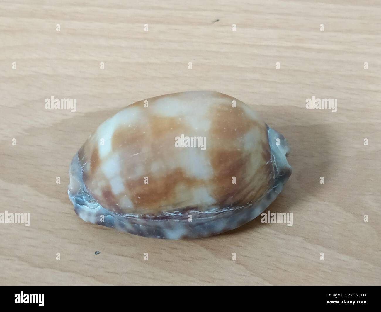 Mauritia arabica hi-res stock photography and images - Alamy