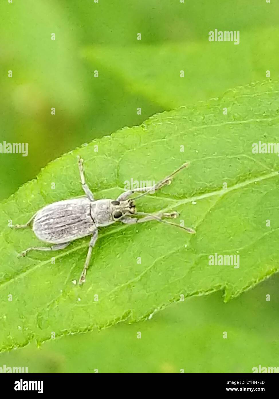 Asian oak weevil hi-res stock photography and images - Alamy