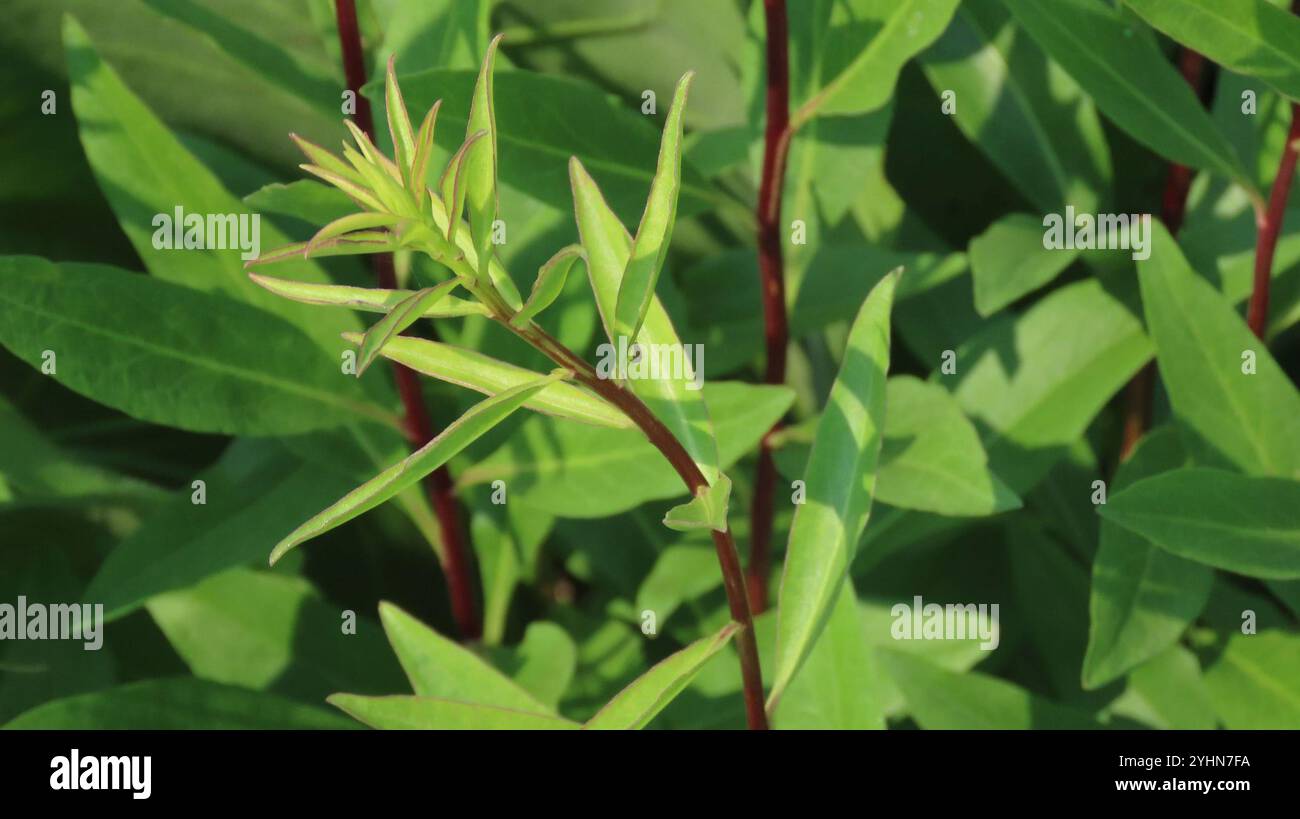 Stiff Sunflower (Helianthus pauciflorus Stock Photo - Alamy