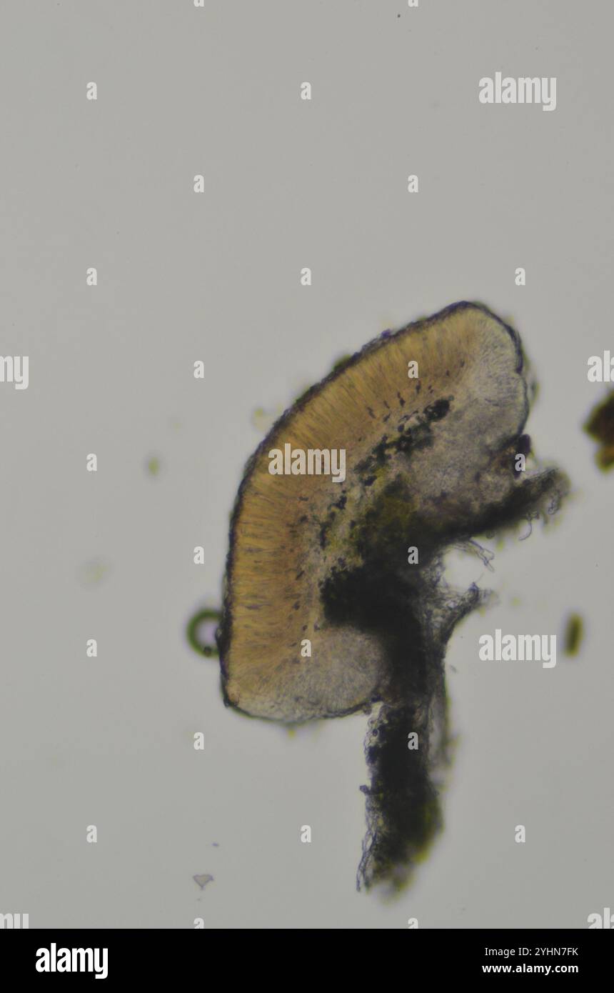 Multicolored Dot Lichen (Cliostomum griffithii Stock Photo - Alamy