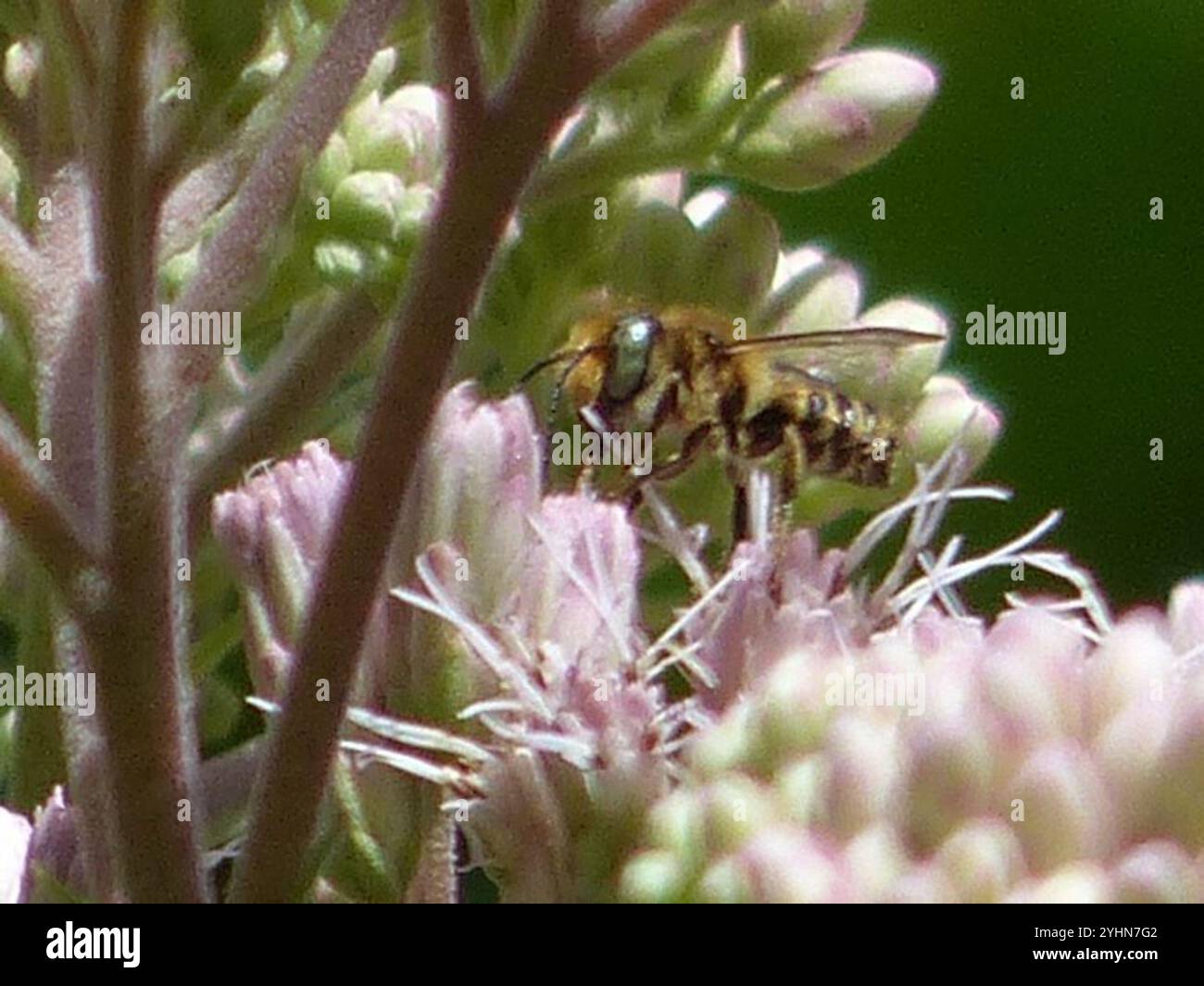Alfalfa leafcutter bee megachile rotundata hi-res stock photography and ...