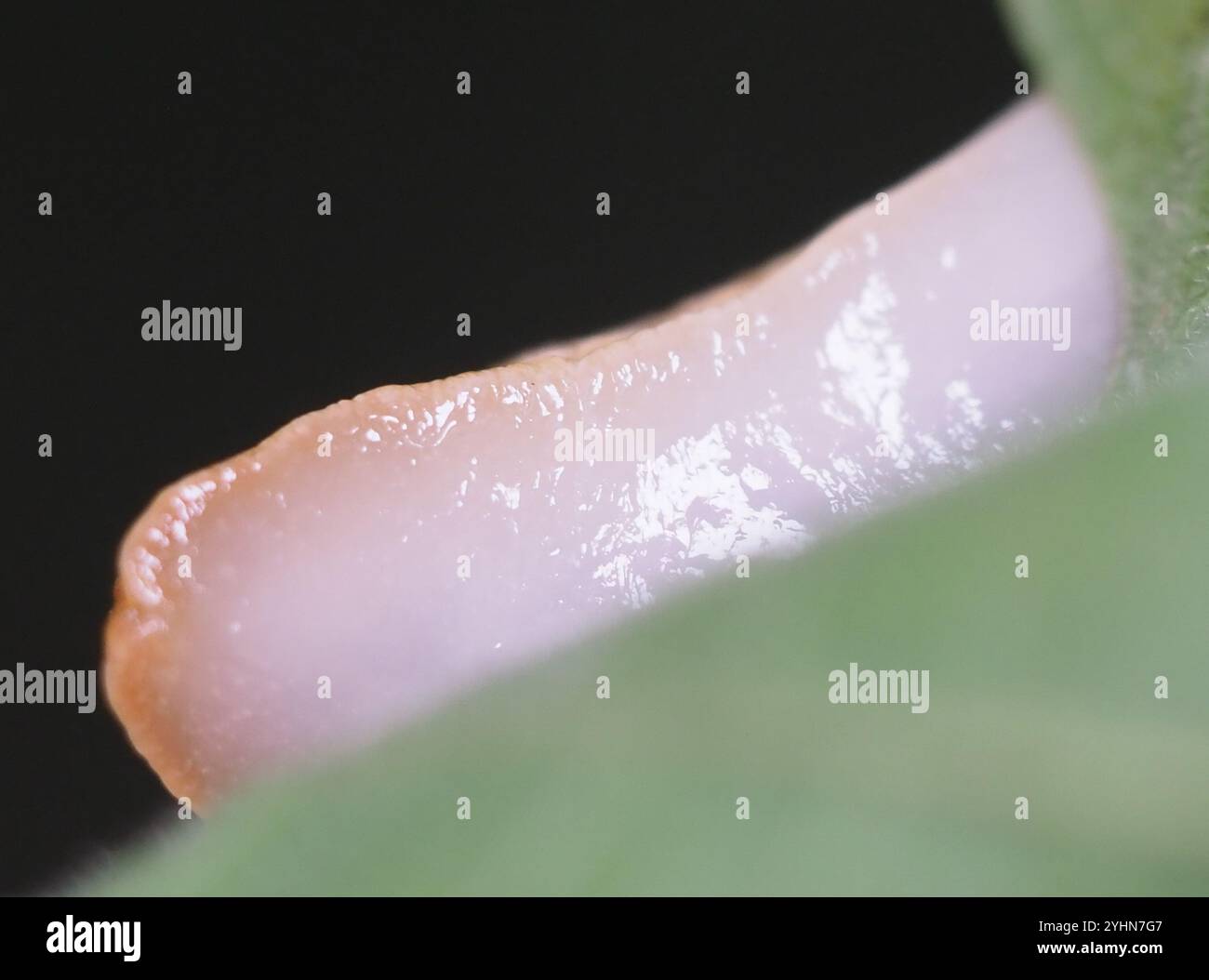 Western Dusky Slug (Arion subfuscus Stock Photo - Alamy