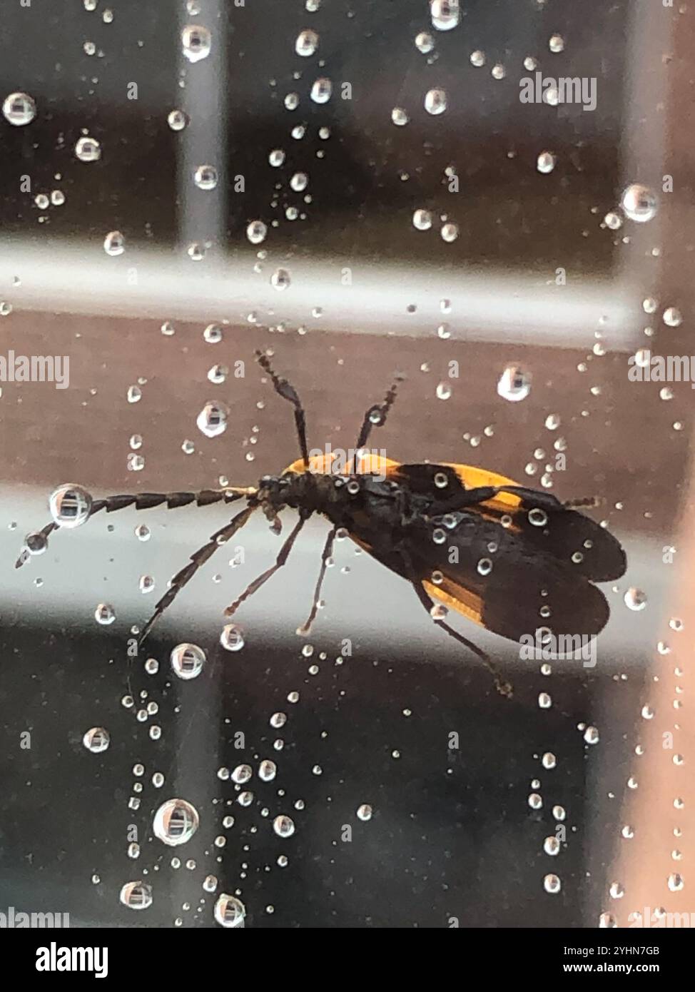 Reticulated net winged beetle hi-res stock photography and images - Alamy