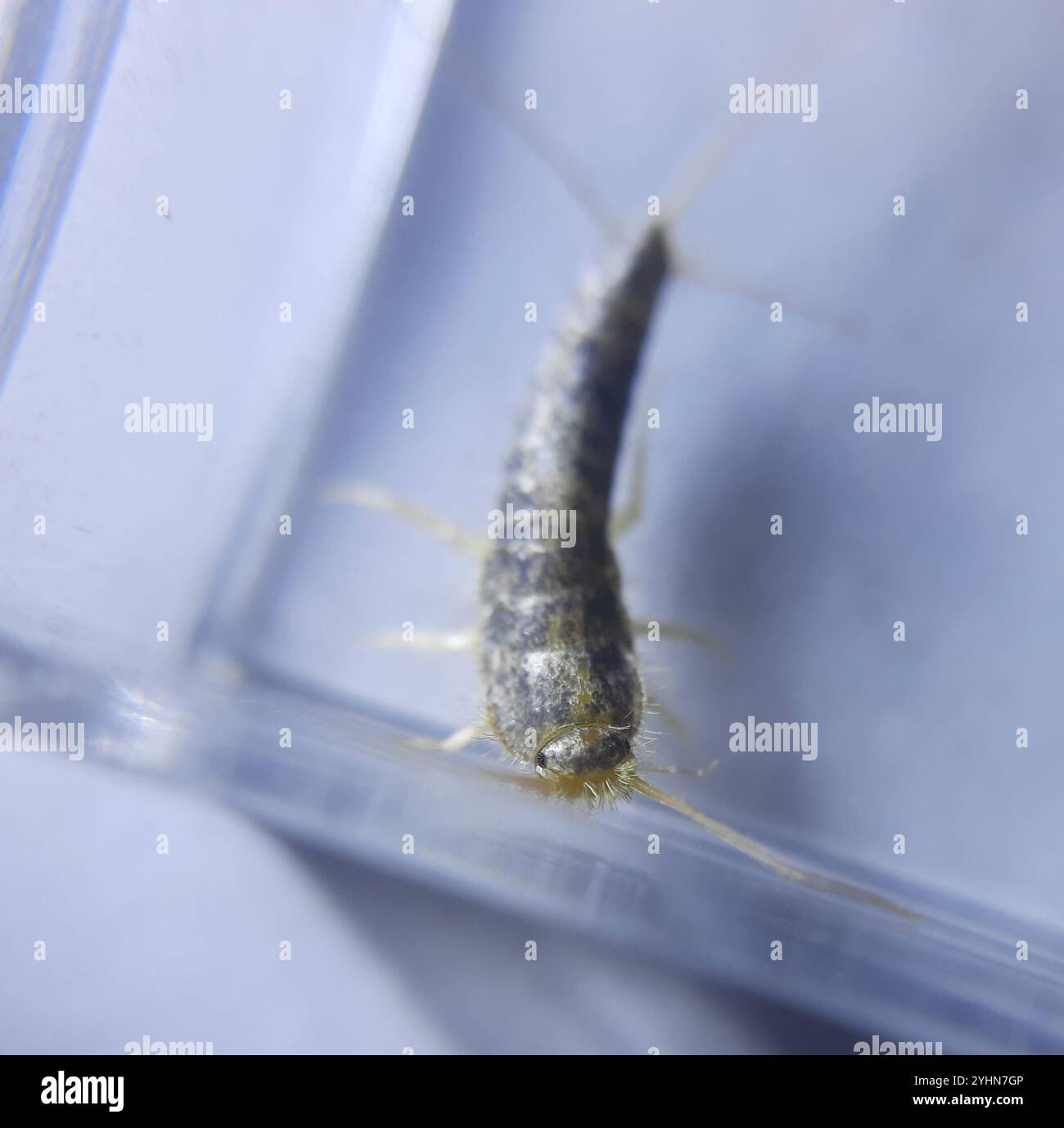 Long-tailed Silverfish (Ctenolepisma longicaudatum Stock Photo - Alamy