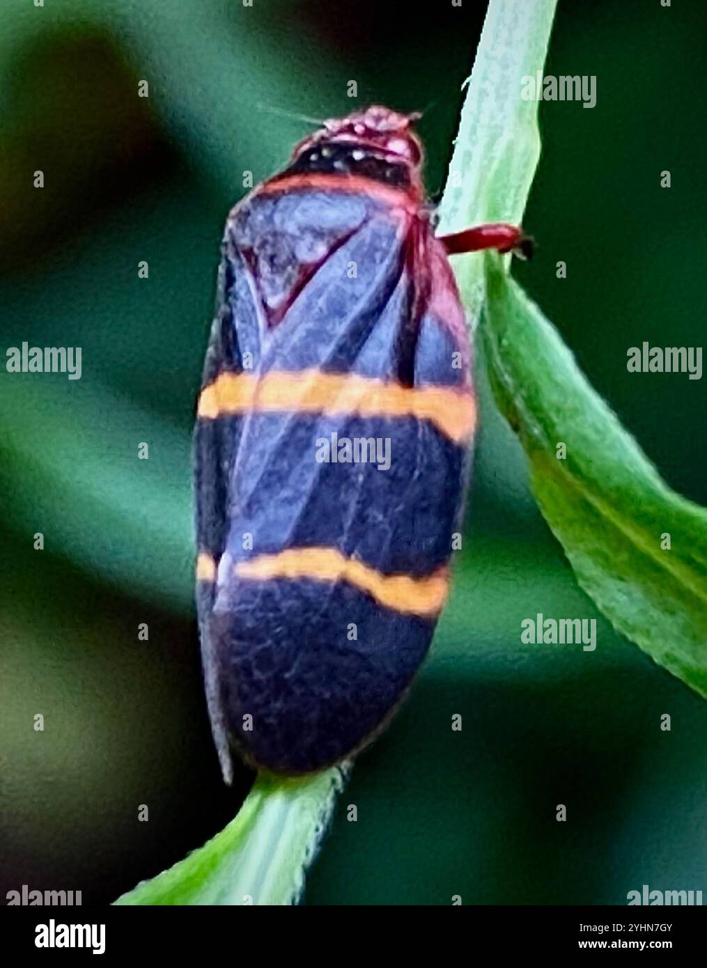 Two lined spittlebug prosapia bicincta hi-res stock photography and ...