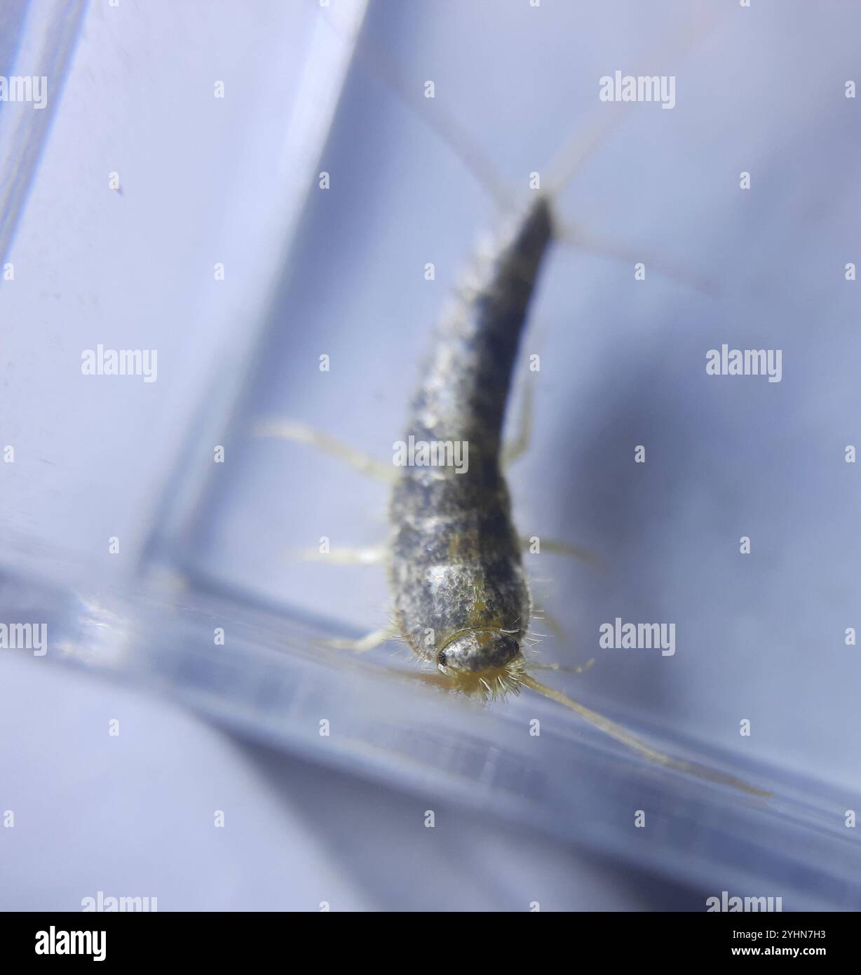 Long-tailed Silverfish (Ctenolepisma longicaudatum Stock Photo - Alamy