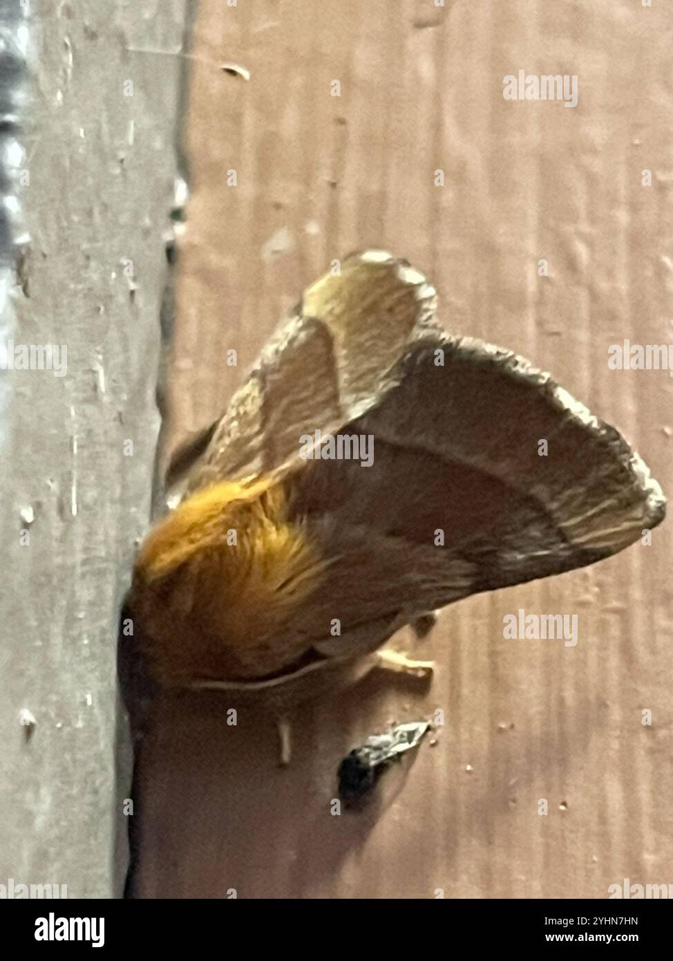 Forest Tent Caterpillar Moth (Malacosoma disstria Stock Photo - Alamy