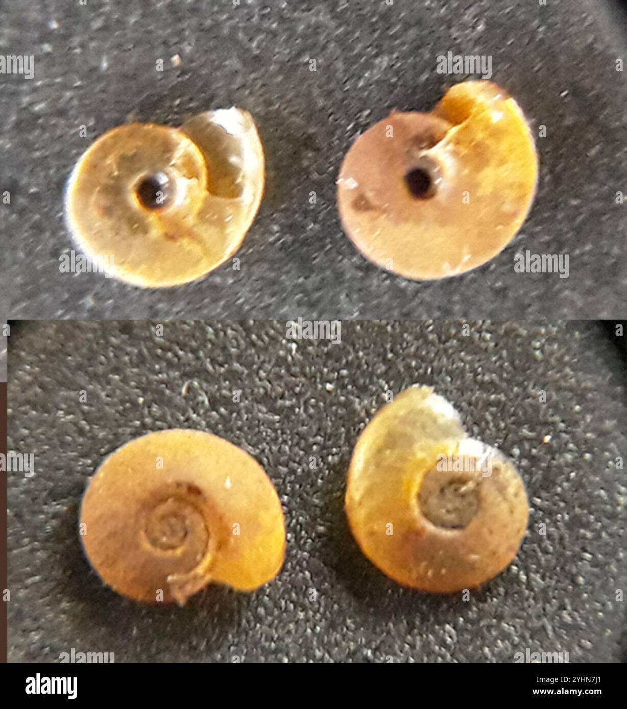 Flat Ram's-horn (Hippeutis complanatus Stock Photo - Alamy