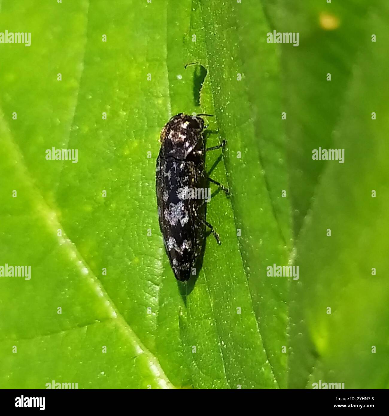 Coraebus hi-res stock photography and images - Alamy