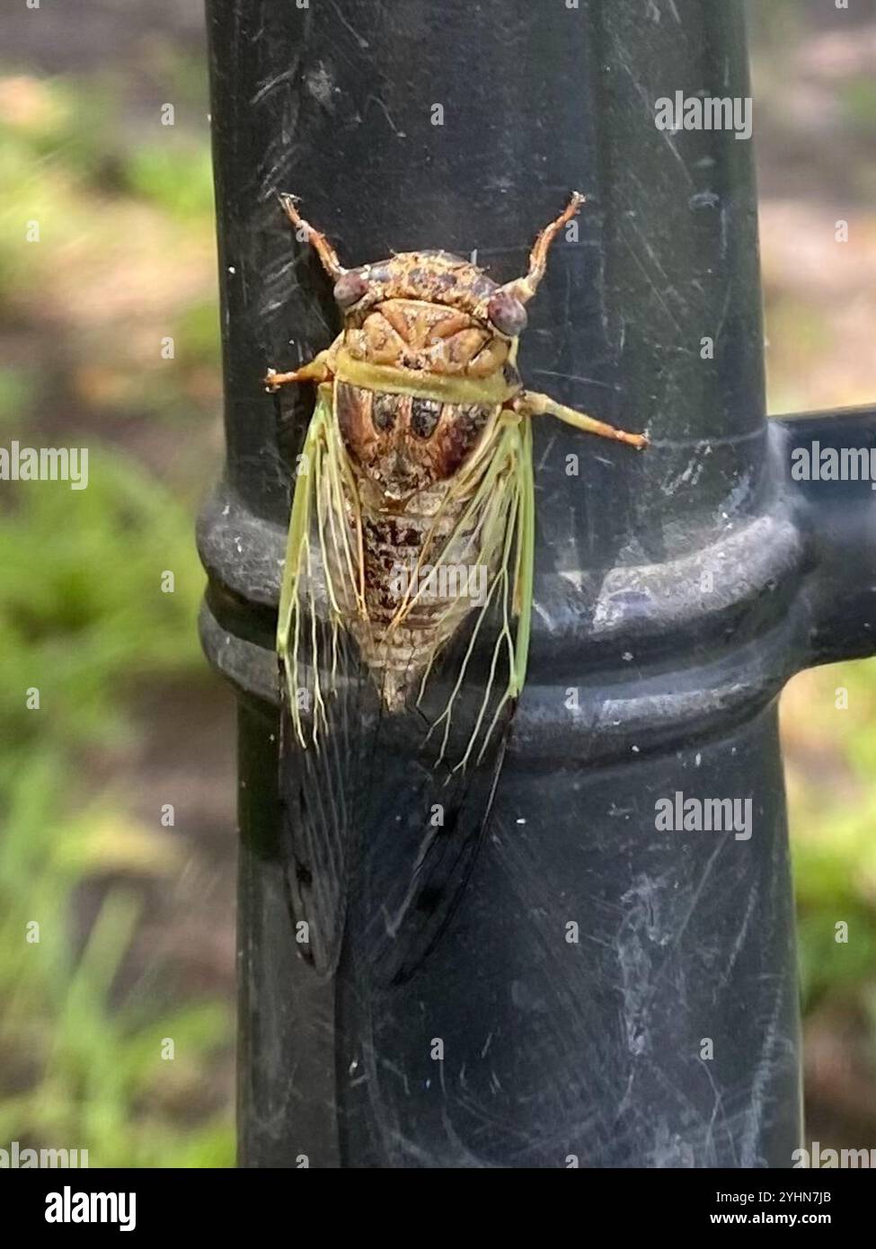 Olympusa hi-res stock photography and images - Alamy