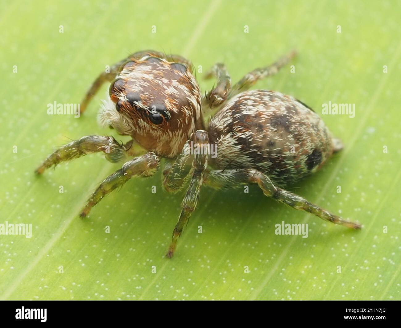 Pensacola signata hi-res stock photography and images - Alamy