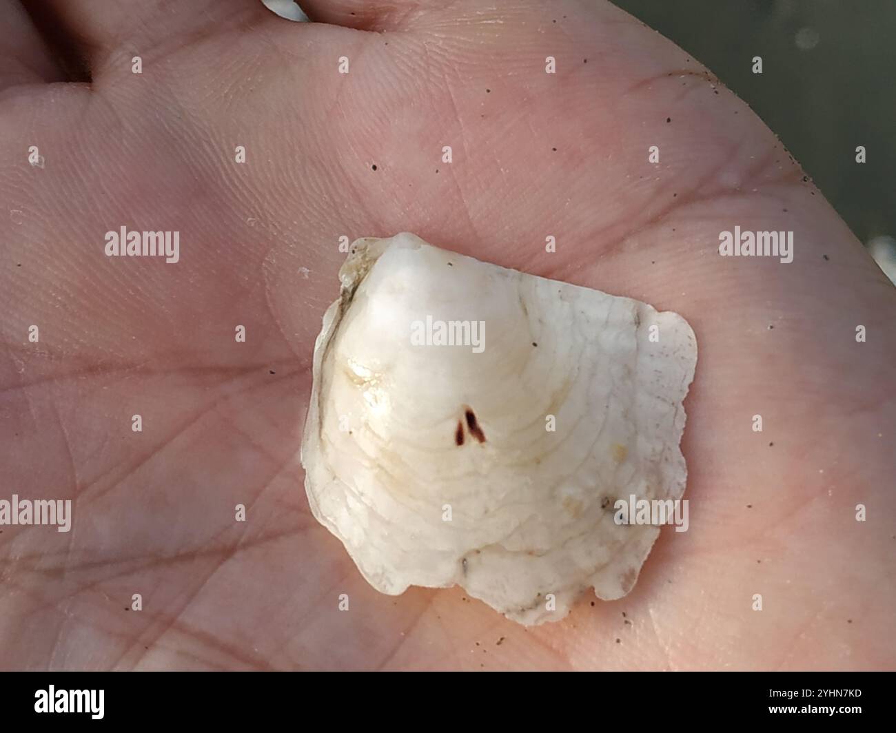 Purse Oysters (Isognomon Stock Photo - Alamy