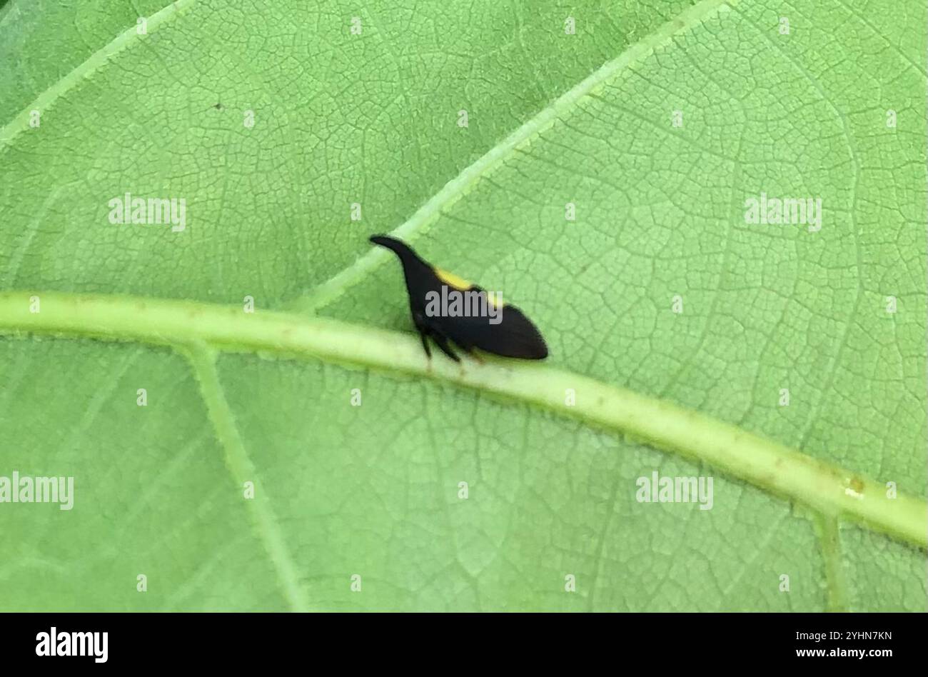 Two-marked Treehopper Complex (Enchenopa binotata Stock Photo - Alamy