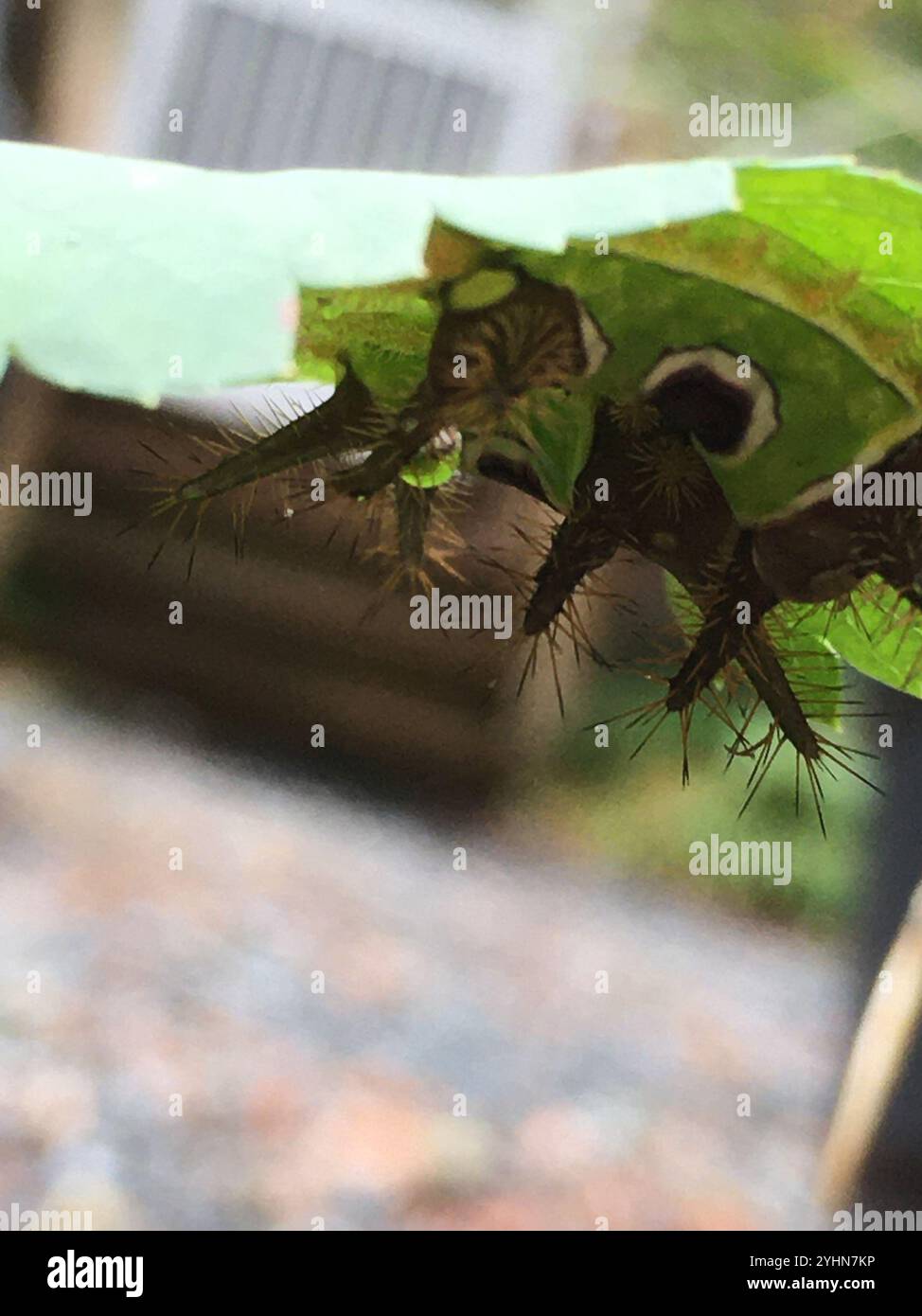 Saddleback Caterpillar Moth (Acharia stimulea Stock Photo - Alamy