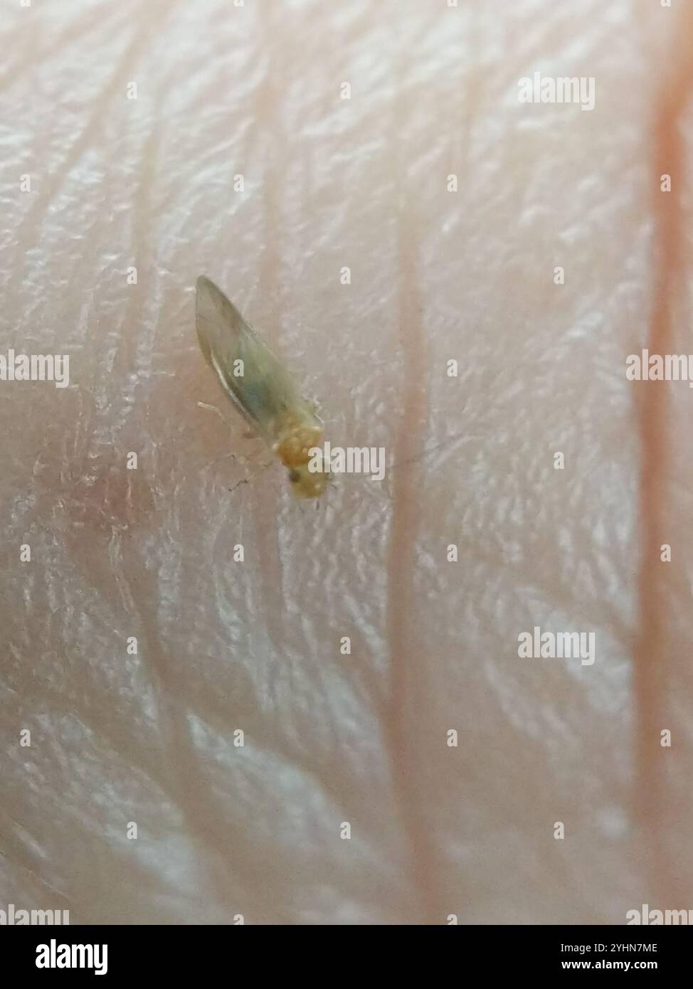 Lizard Barklice (Caeciliusidae Stock Photo - Alamy