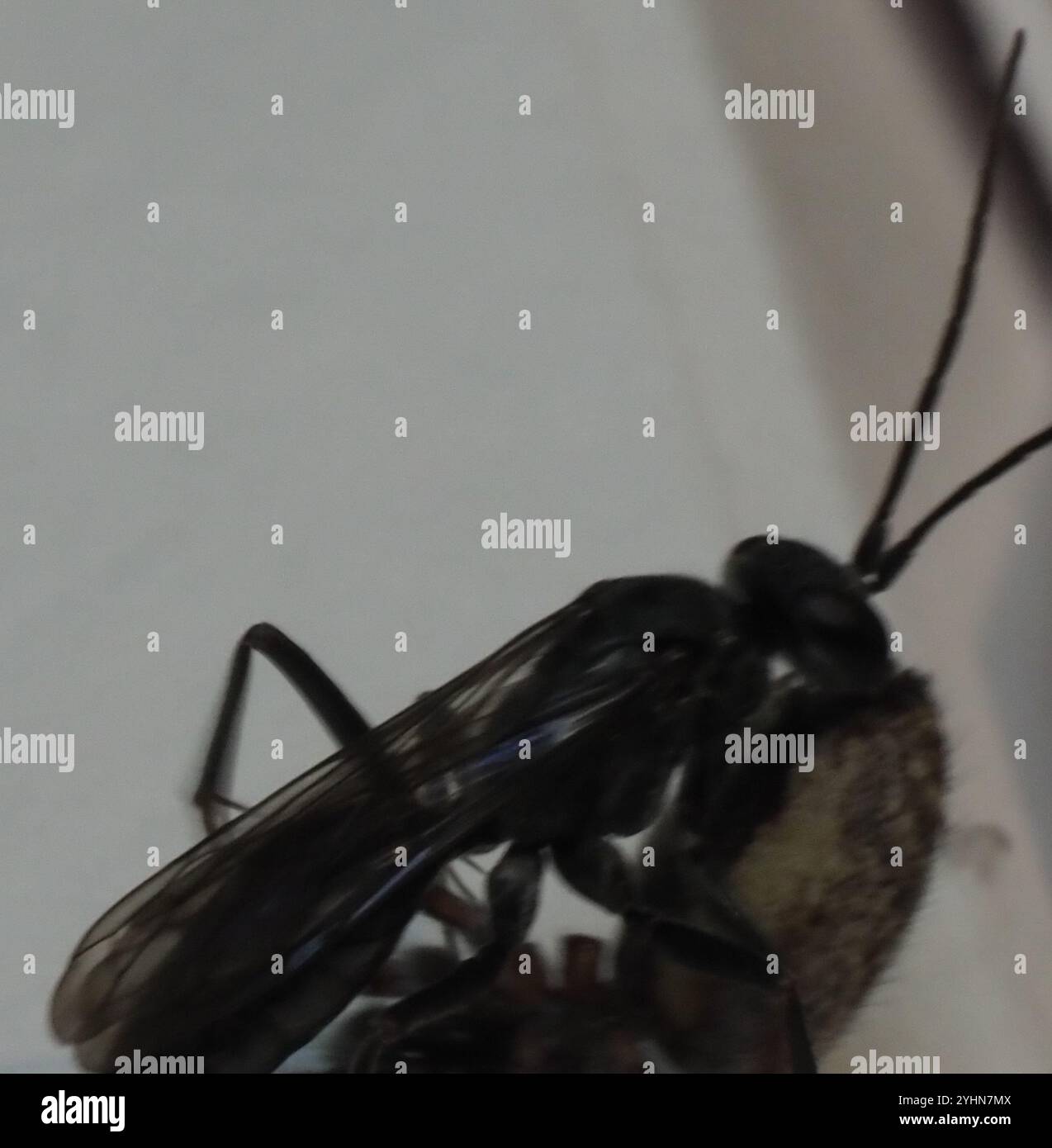 Spider Wasps (Pompilidae Stock Photo - Alamy