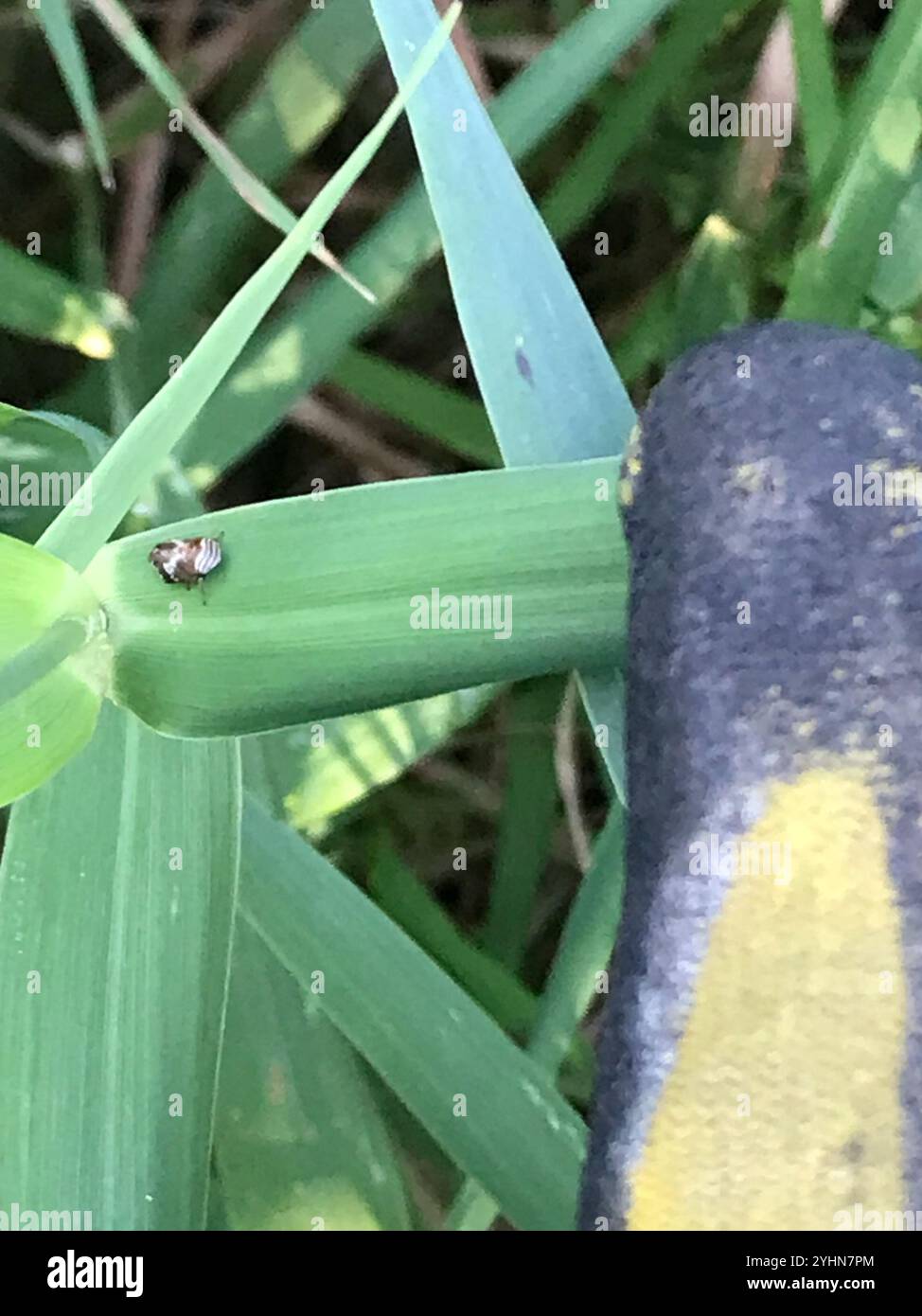 Alder Spittlebug (Clastoptera obtusa Stock Photo - Alamy