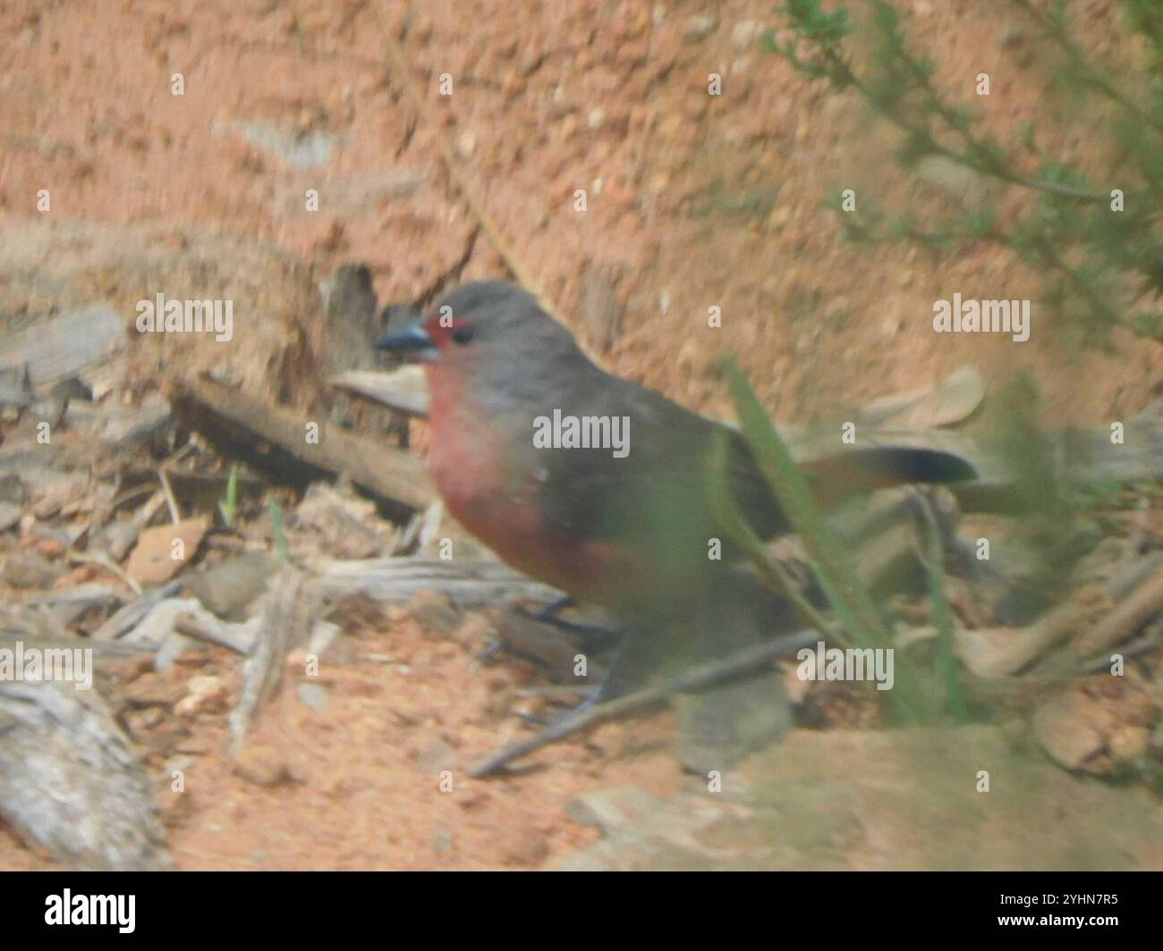 Southern African Firefinch (Lagonosticta rubricata rubricata Stock ...