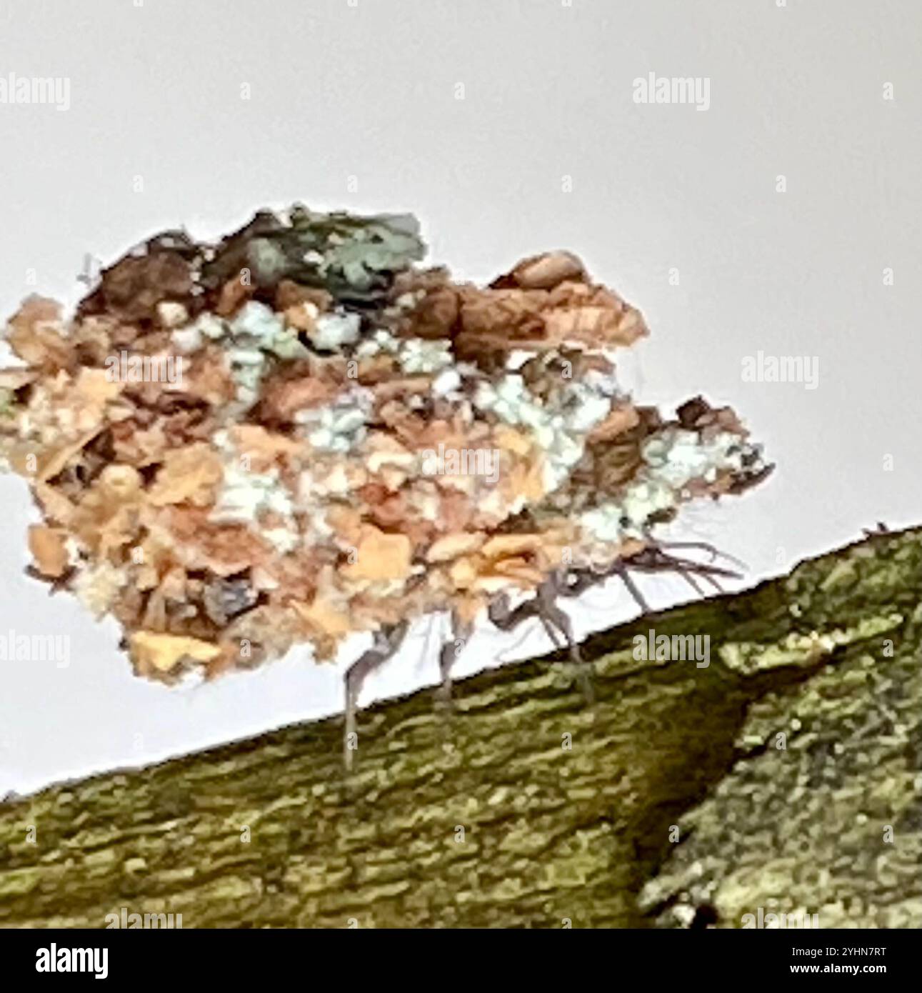 Lichen-carrying Green Lacewing (Leucochrysa pavida Stock Photo - Alamy