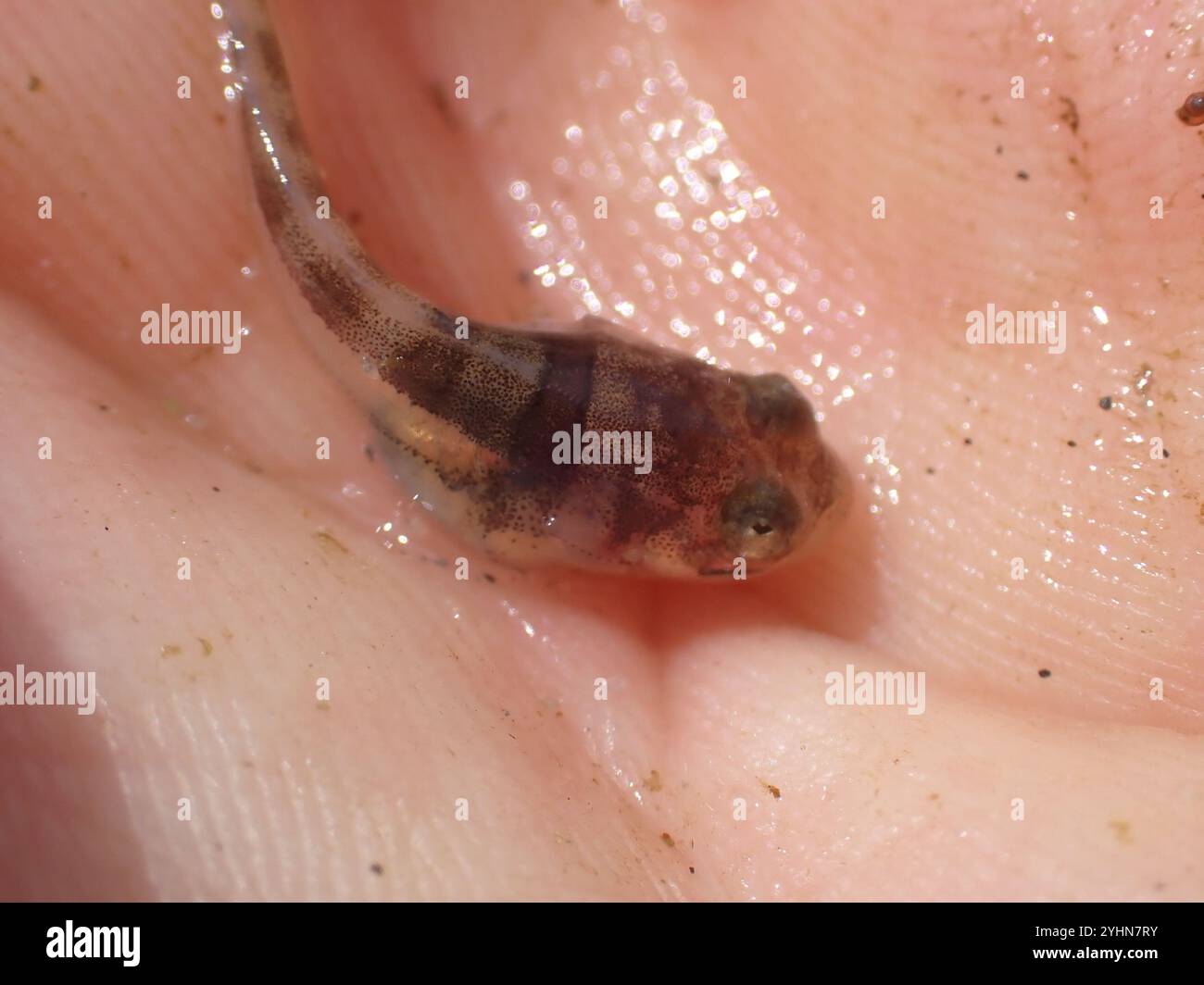 Plainfin hi-res stock photography and images - Alamy