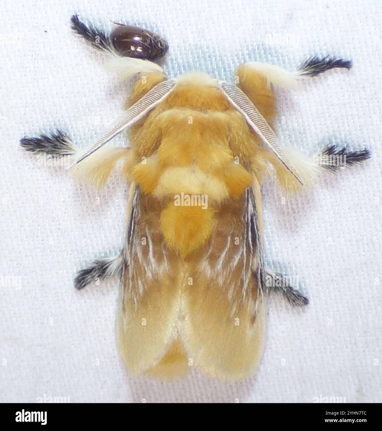 Southern Flannel Moth (Megalopyge opercularis Stock Photo - Alamy