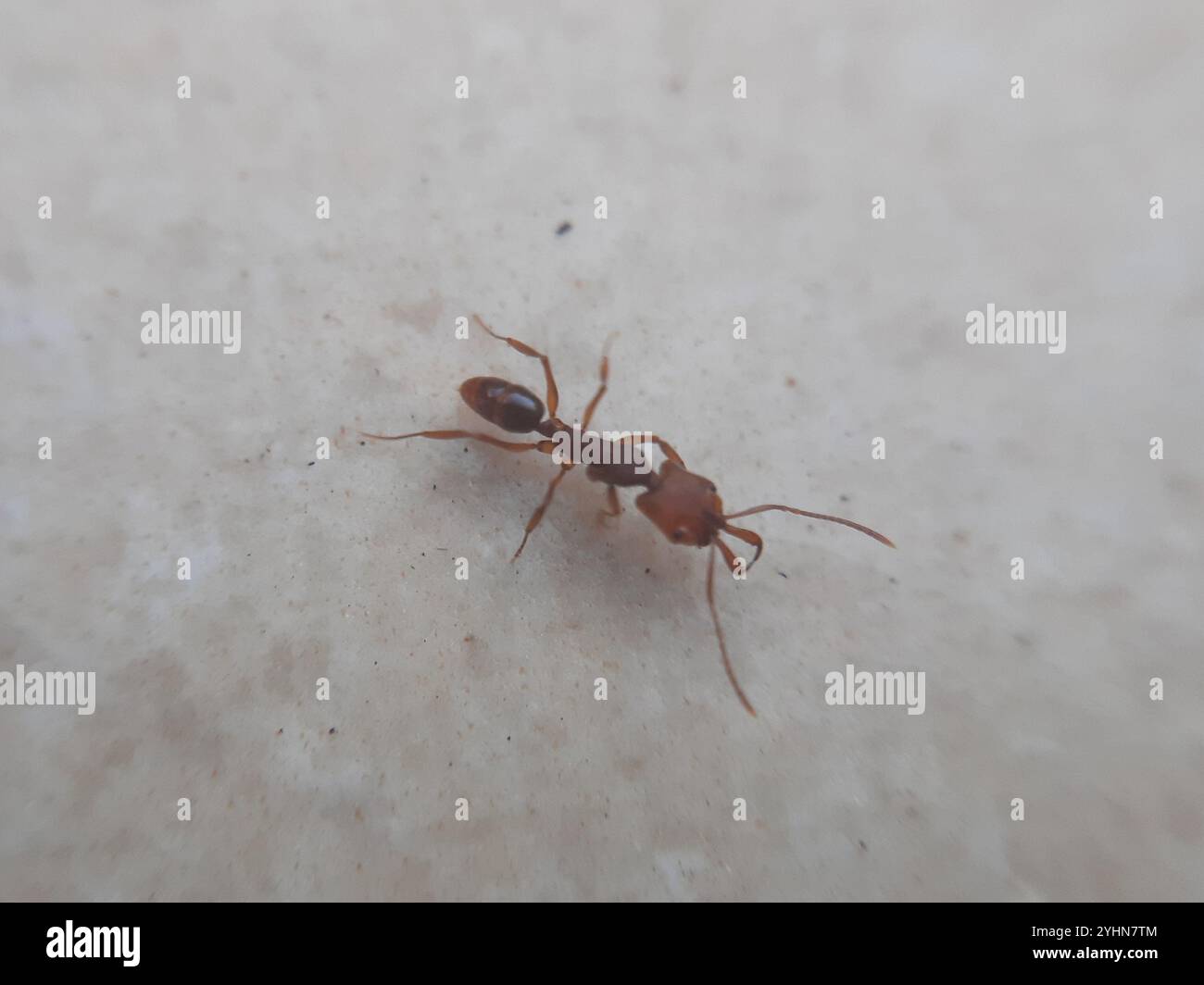 Anochetus Trap-jaw Ants (Anochetus Stock Photo - Alamy