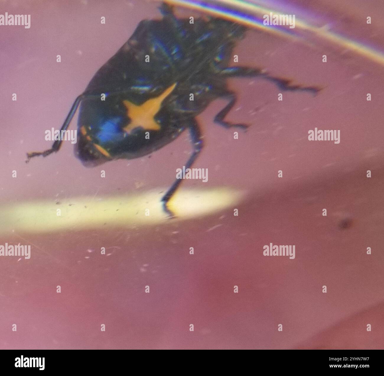 Anchor stink bug hi-res stock photography and images - Alamy
