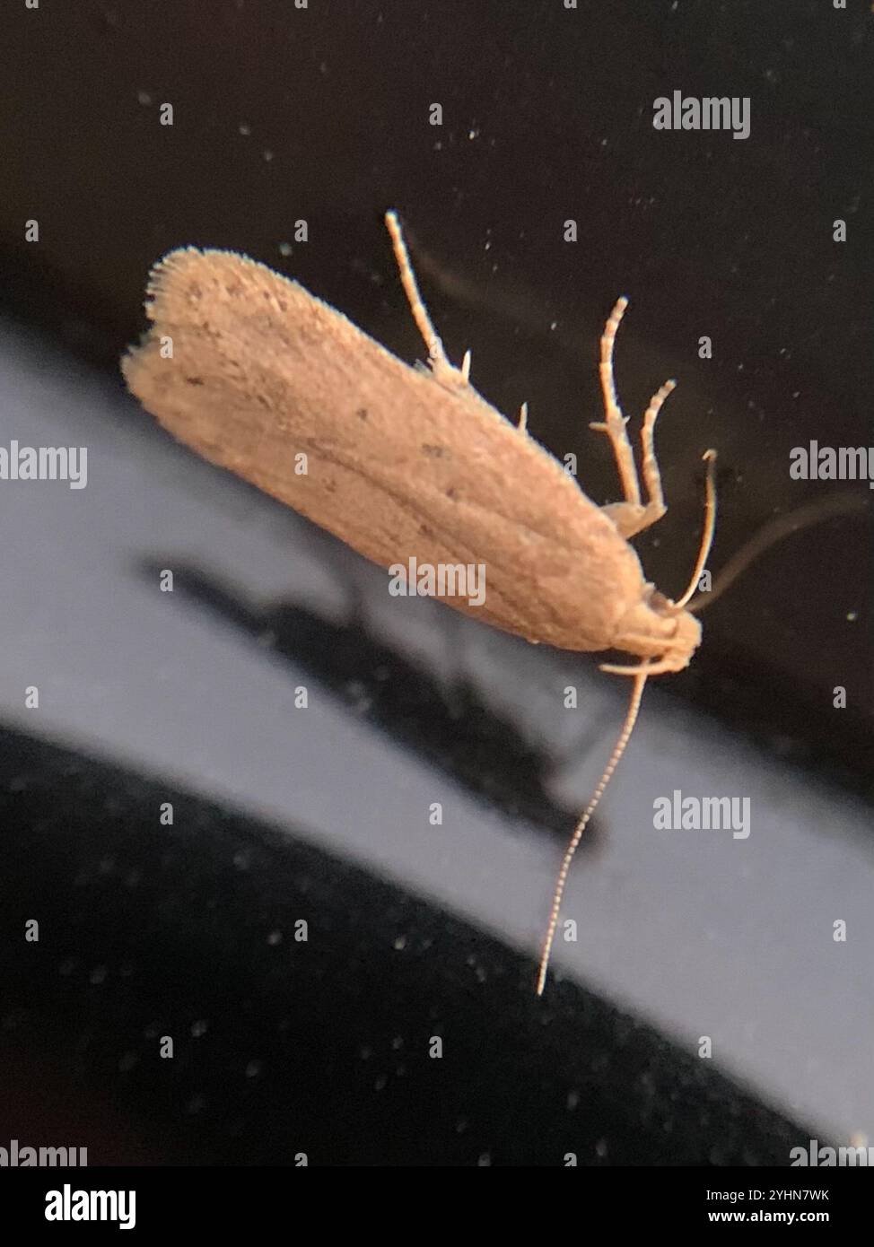 Curved-horn Moths (Gelechioidea Stock Photo - Alamy