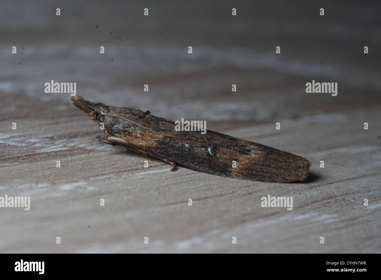 Theresian Moth (Lamoria anella Stock Photo - Alamy