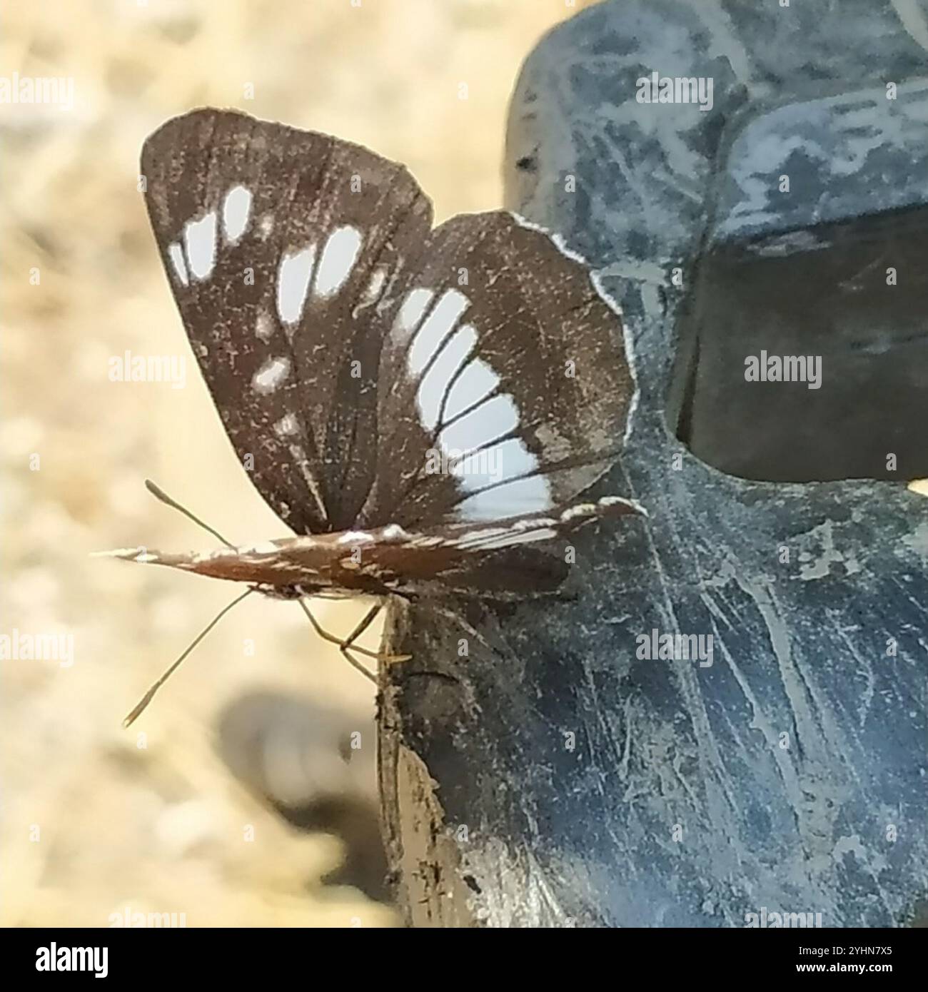 Hungarian Glider (Neptis rivularis Stock Photo - Alamy