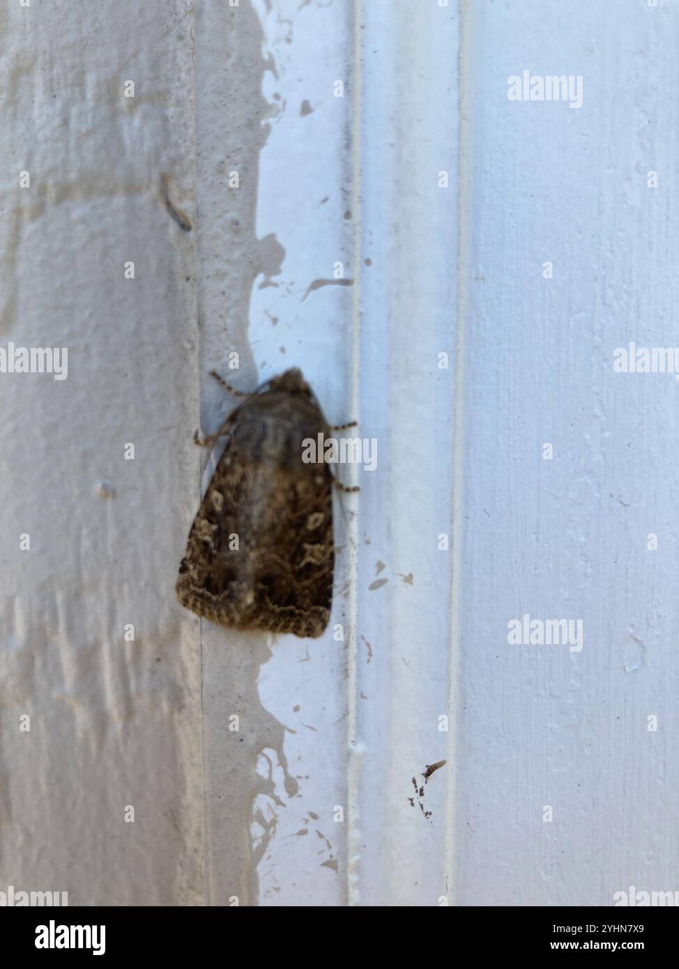 Glassy Cutworm Moth (Apamea devastator Stock Photo - Alamy