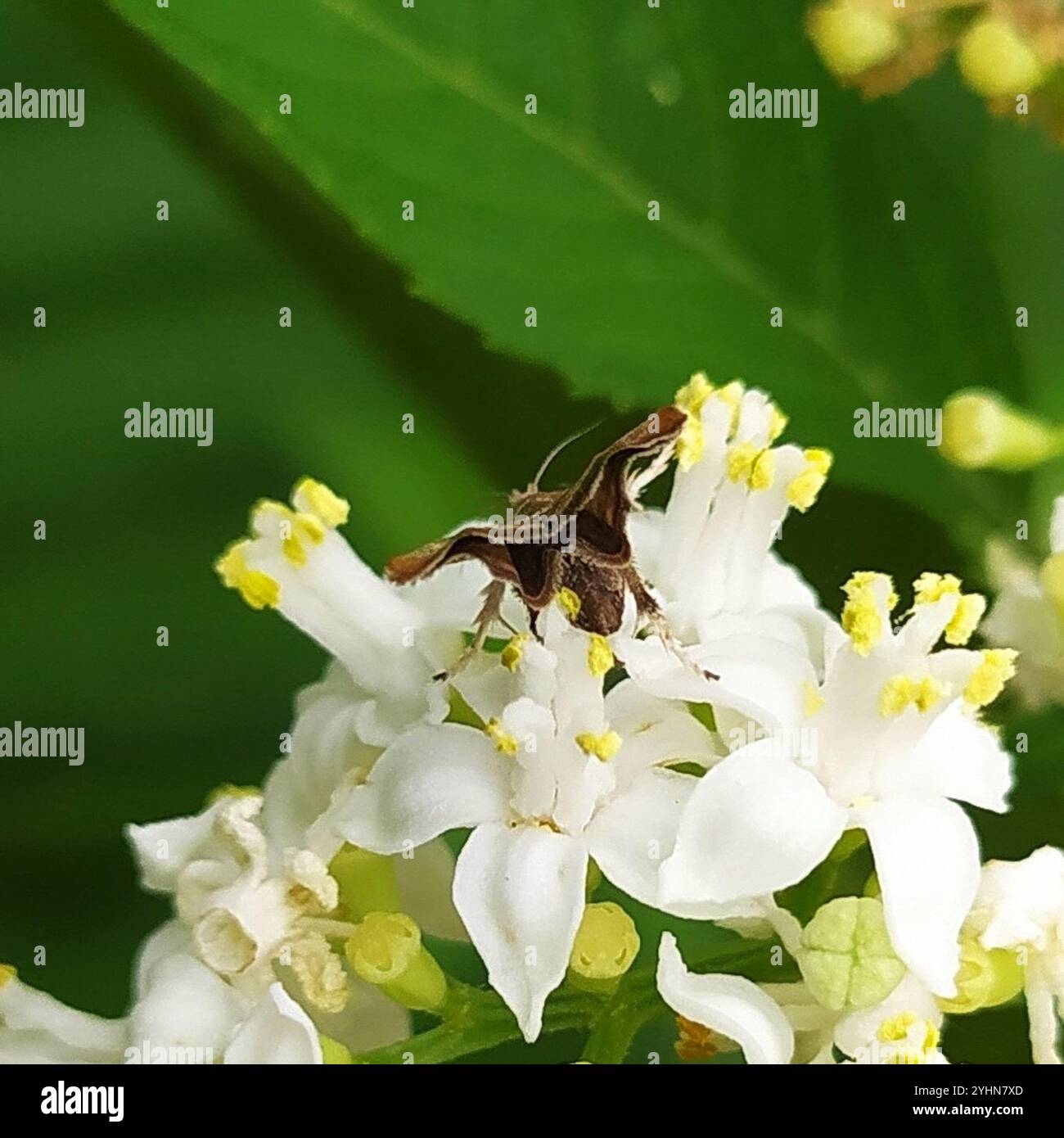 fig-tree skeletonizer moth (Choreutis nemorana Stock Photo - Alamy