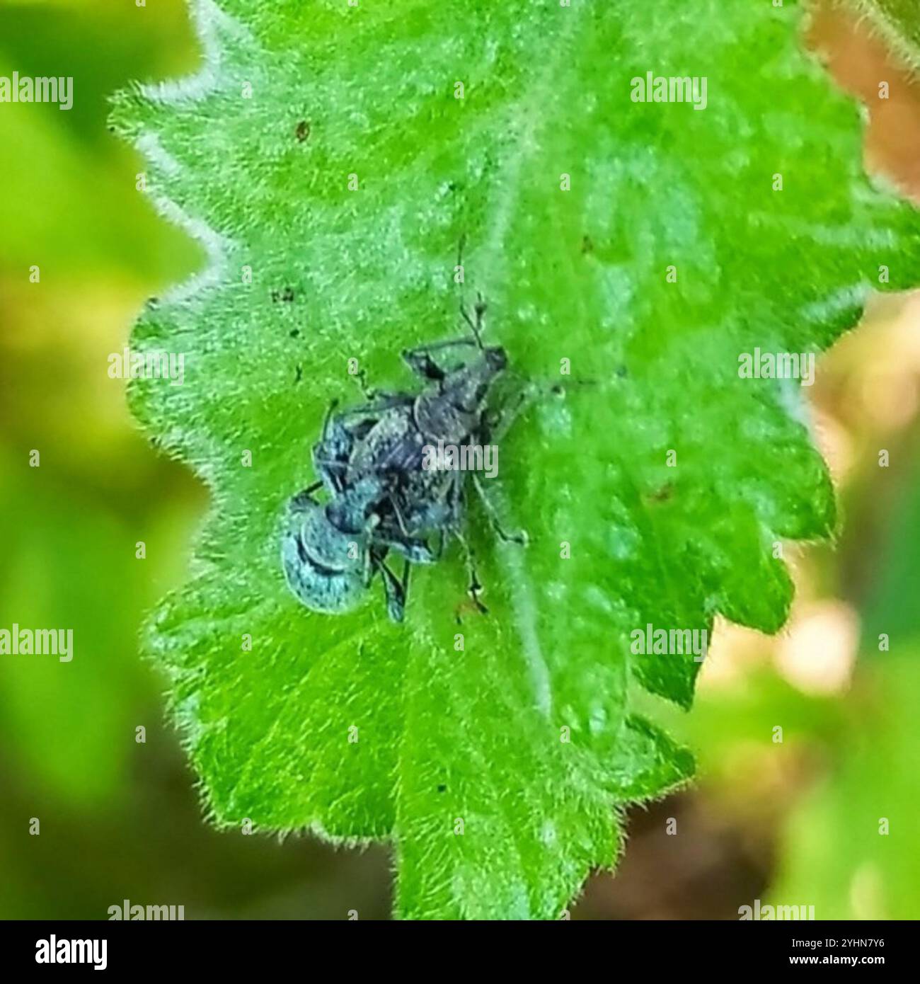 Nettle weevil (Phyllobius pomaceus Stock Photo - Alamy