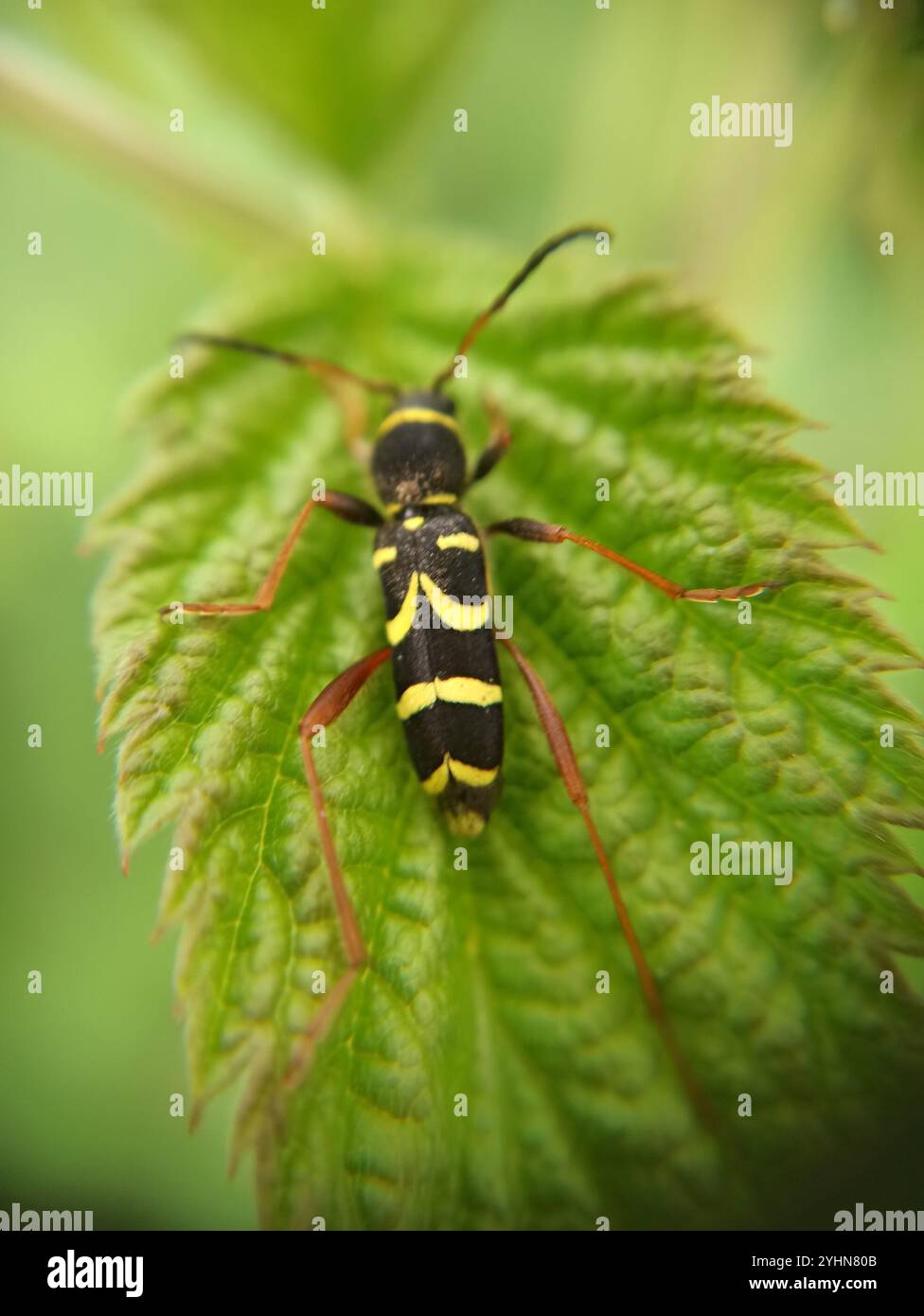 Wasp Beetle (Clytus arietis Stock Photo - Alamy
