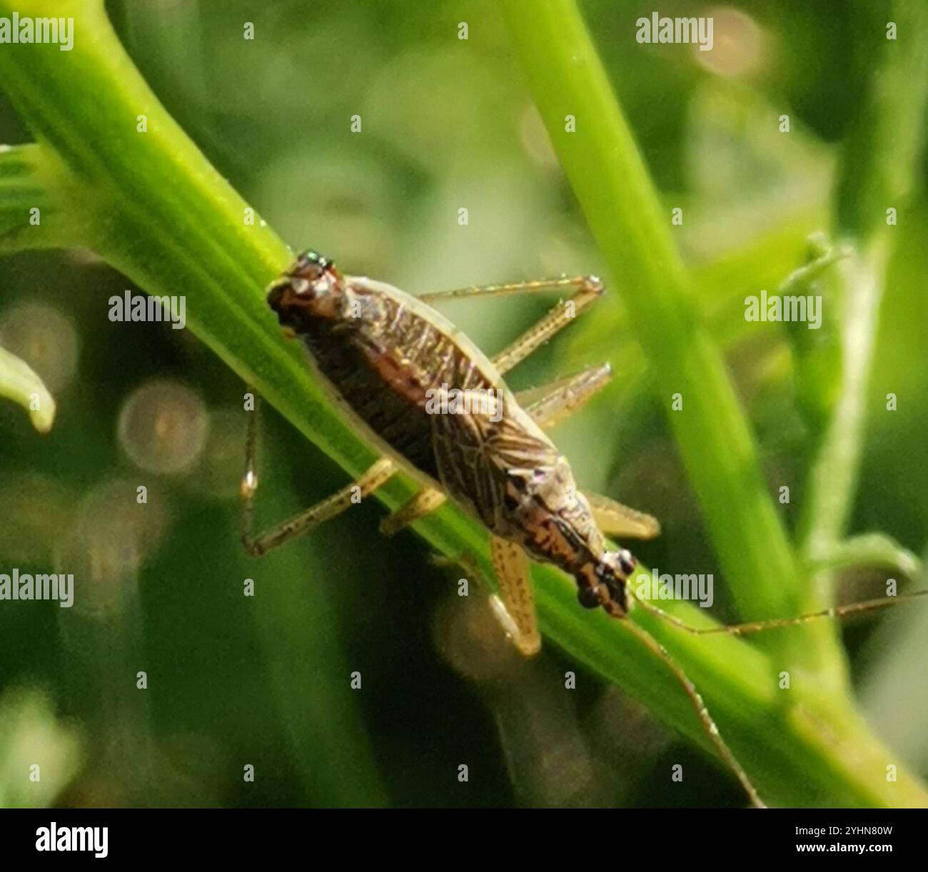 Broad Damsel Bug (Nabis flavomarginatus Stock Photo - Alamy