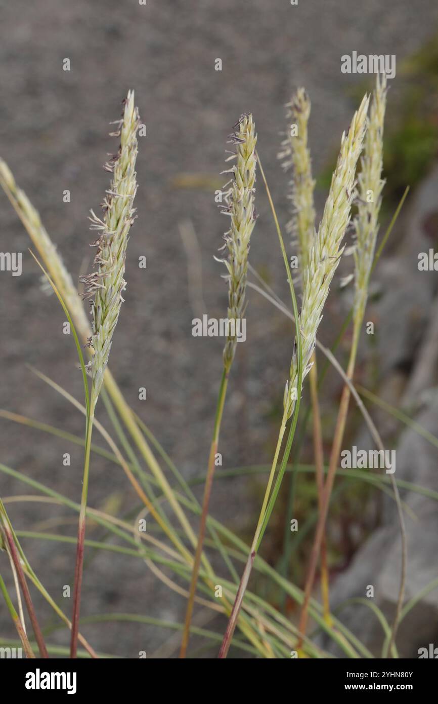 European marram grass (Calamagrostis arenaria Stock Photo - Alamy