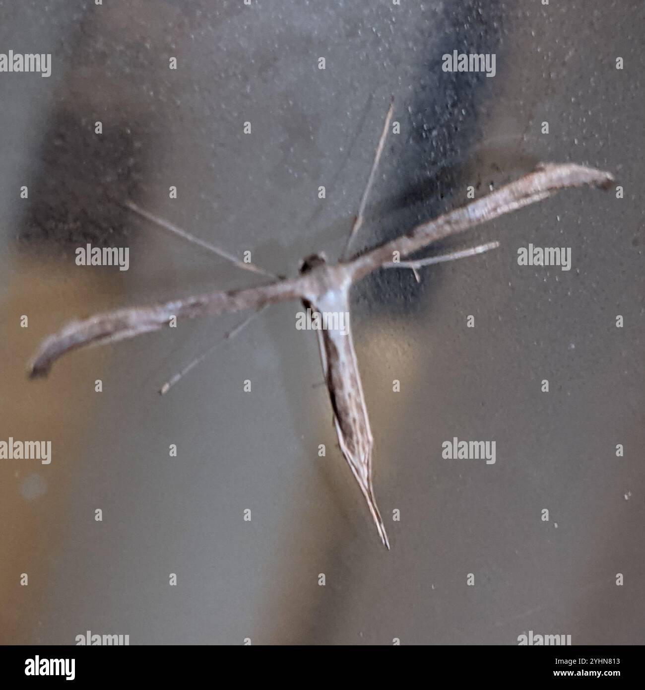 Morning-glory Plume Moth (Emmelina monodactyla Stock Photo - Alamy