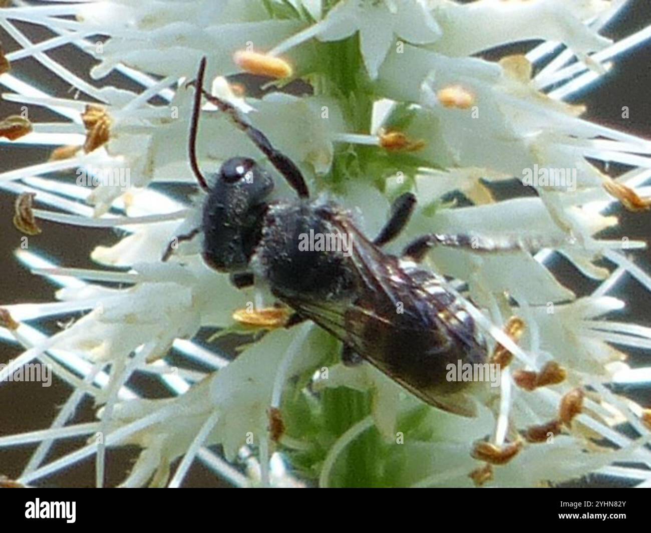 Armored-Resin bees (Heriades Stock Photo - Alamy