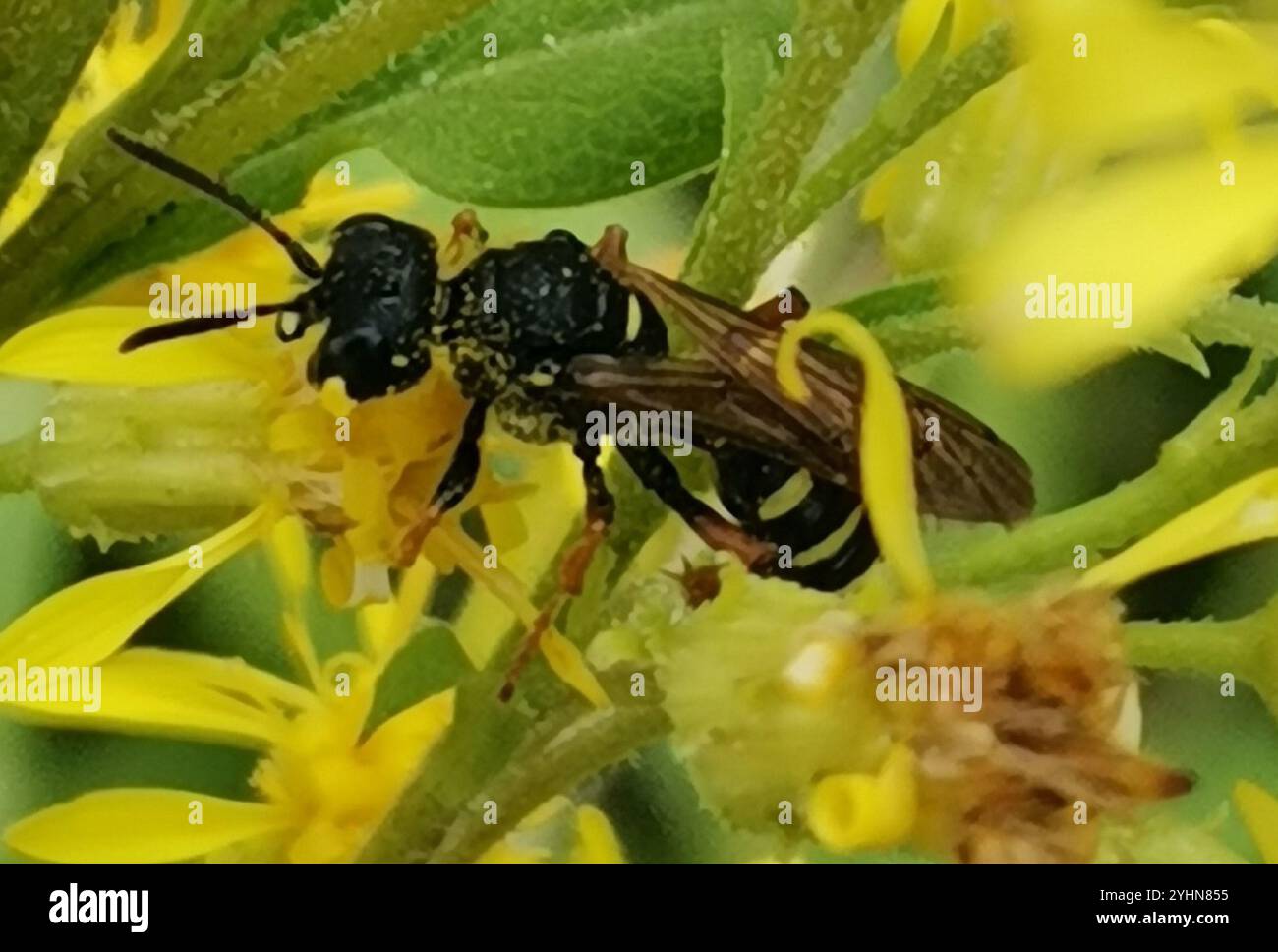 Square-headed Wasps, Sand Wasps, and Allies (Crabronidae Stock Photo ...
