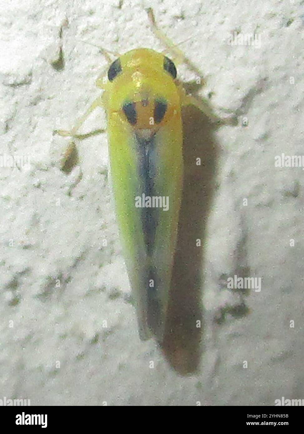 Typical Leafhoppers (Cicadellidae Stock Photo - Alamy