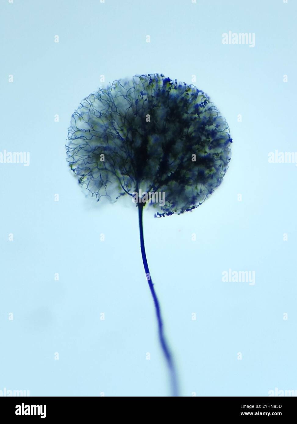 Comatricha elegans hi-res stock photography and images - Alamy