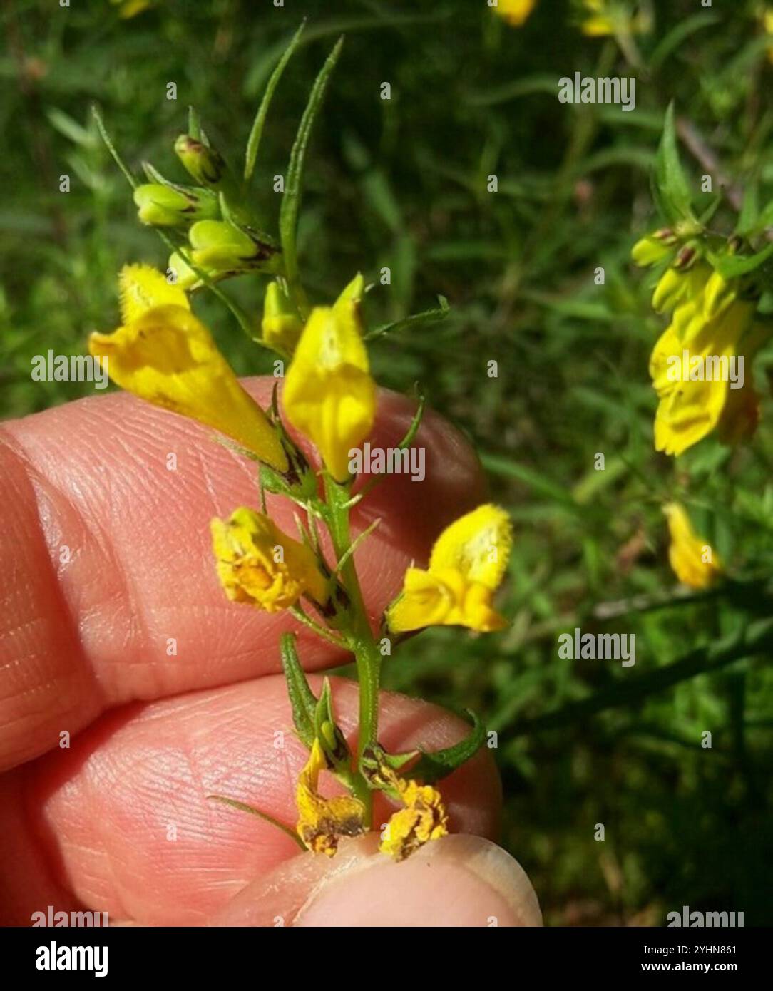 Common Cow-wheat (Melampyrum pratense Stock Photo - Alamy