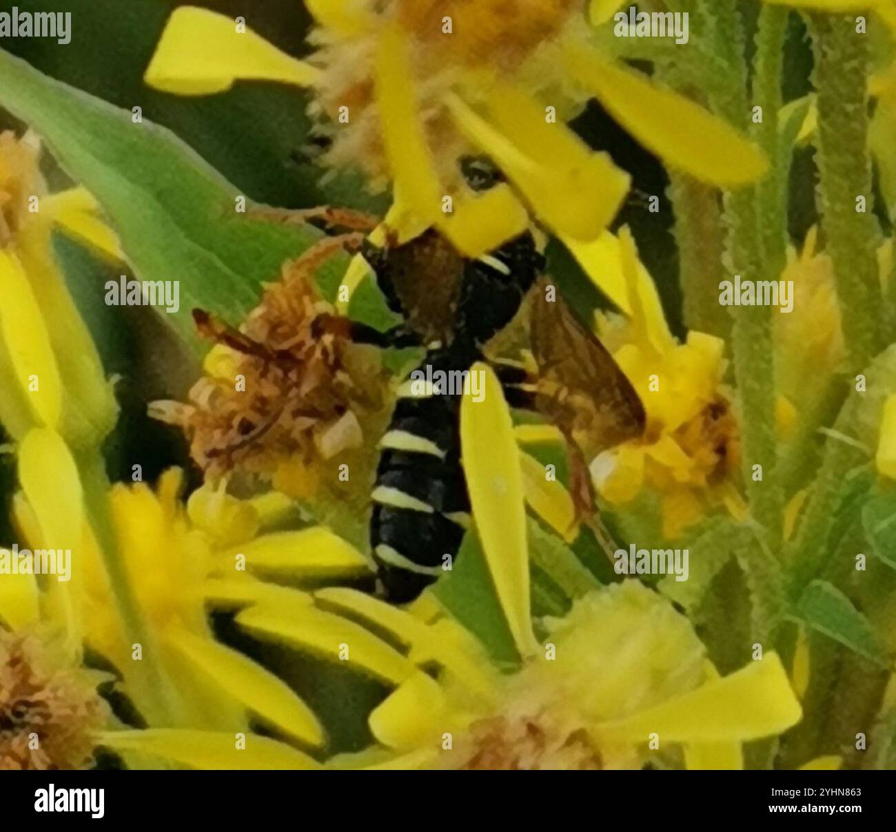 Square-headed Wasps, Sand Wasps, and Allies (Crabronidae Stock Photo ...