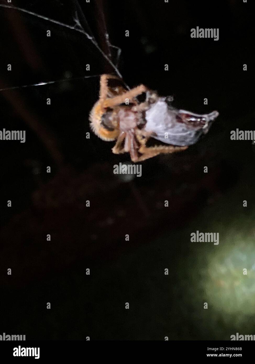 Tropical Orbweaver (Eriophora ravilla Stock Photo - Alamy
