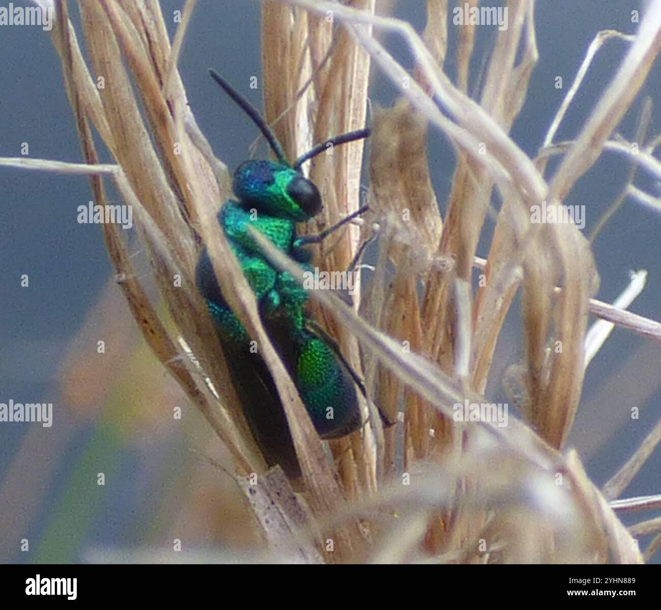 Metallic Bluish-green Cuckoo Wasp (Chrysis angolensis Stock Photo - Alamy