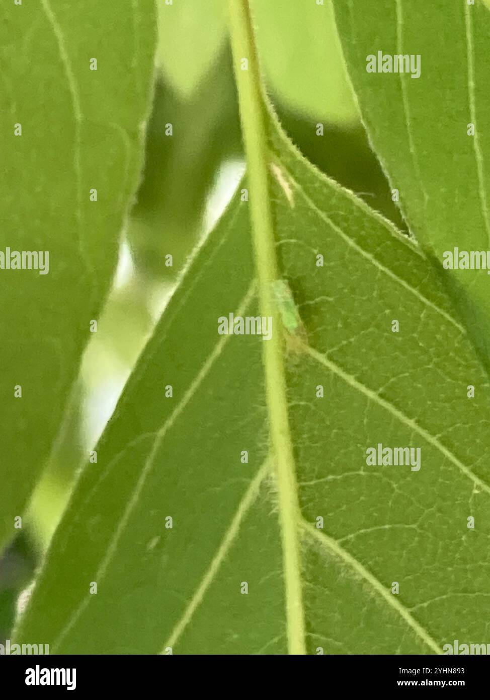 True Bugs (Heteroptera Stock Photo - Alamy